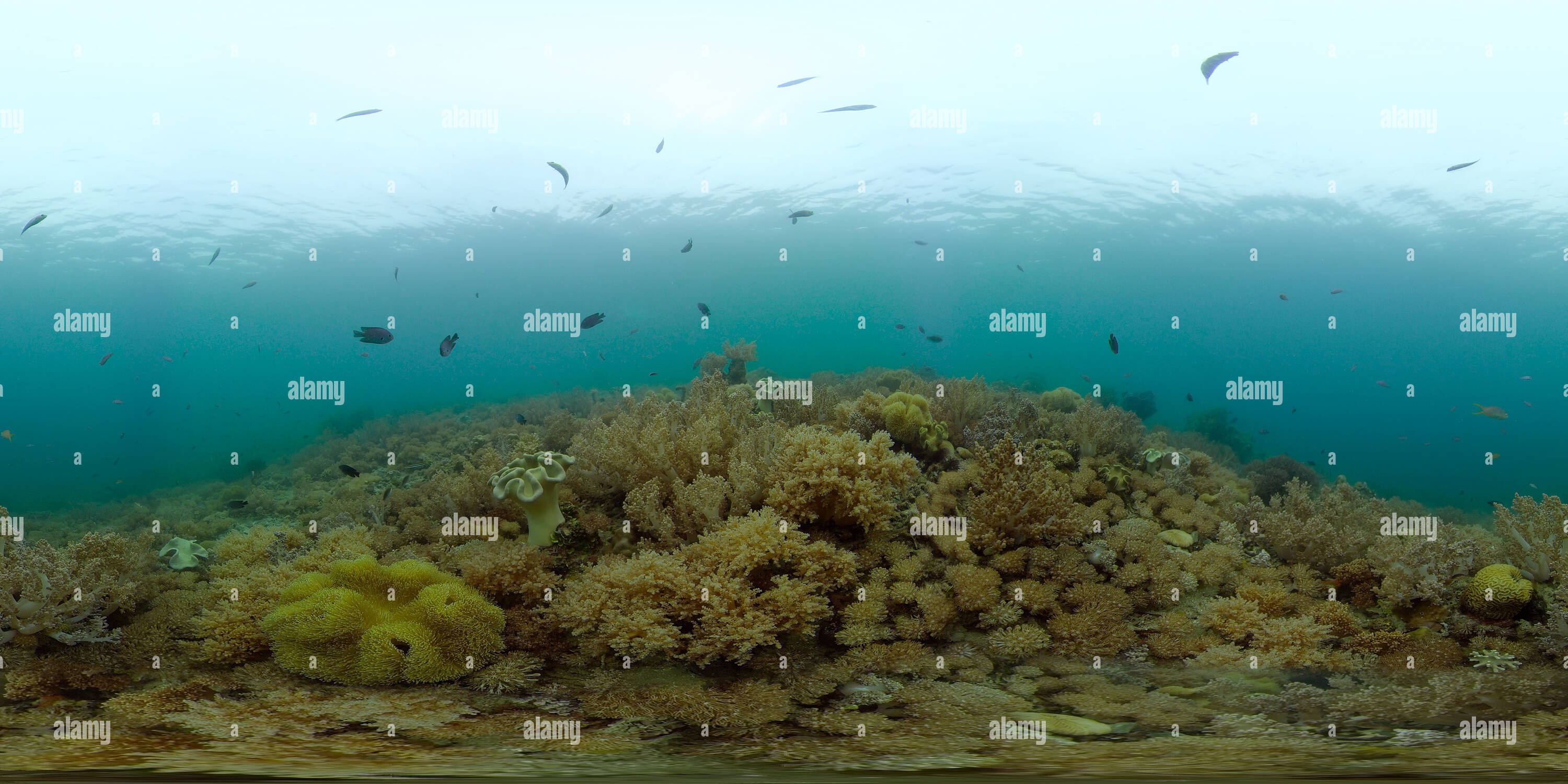 360° view of Tropical underwater sea fish. Philippines - Alamy