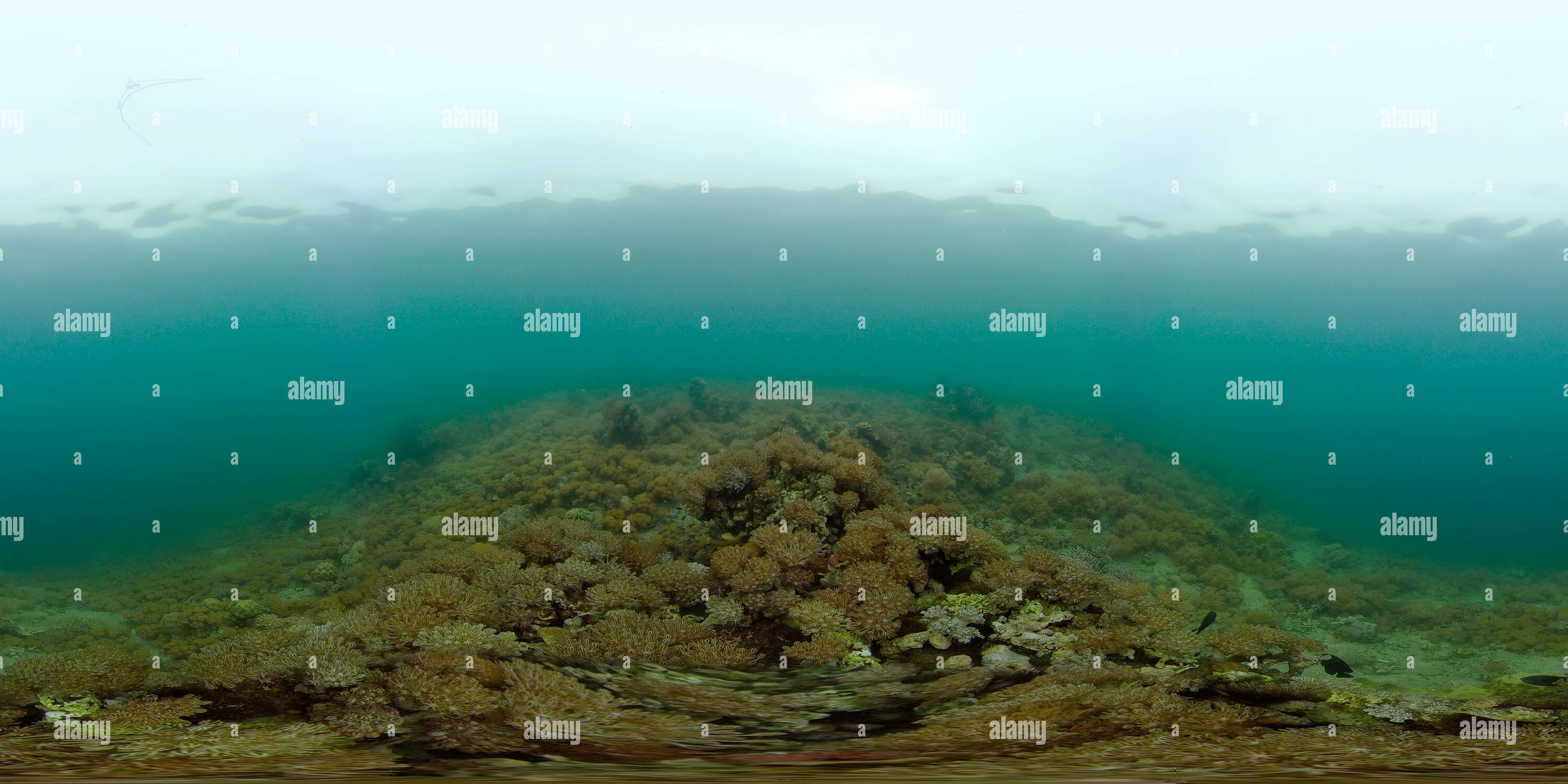 360° view of Tropical underwater sea fish. Philippines - Alamy