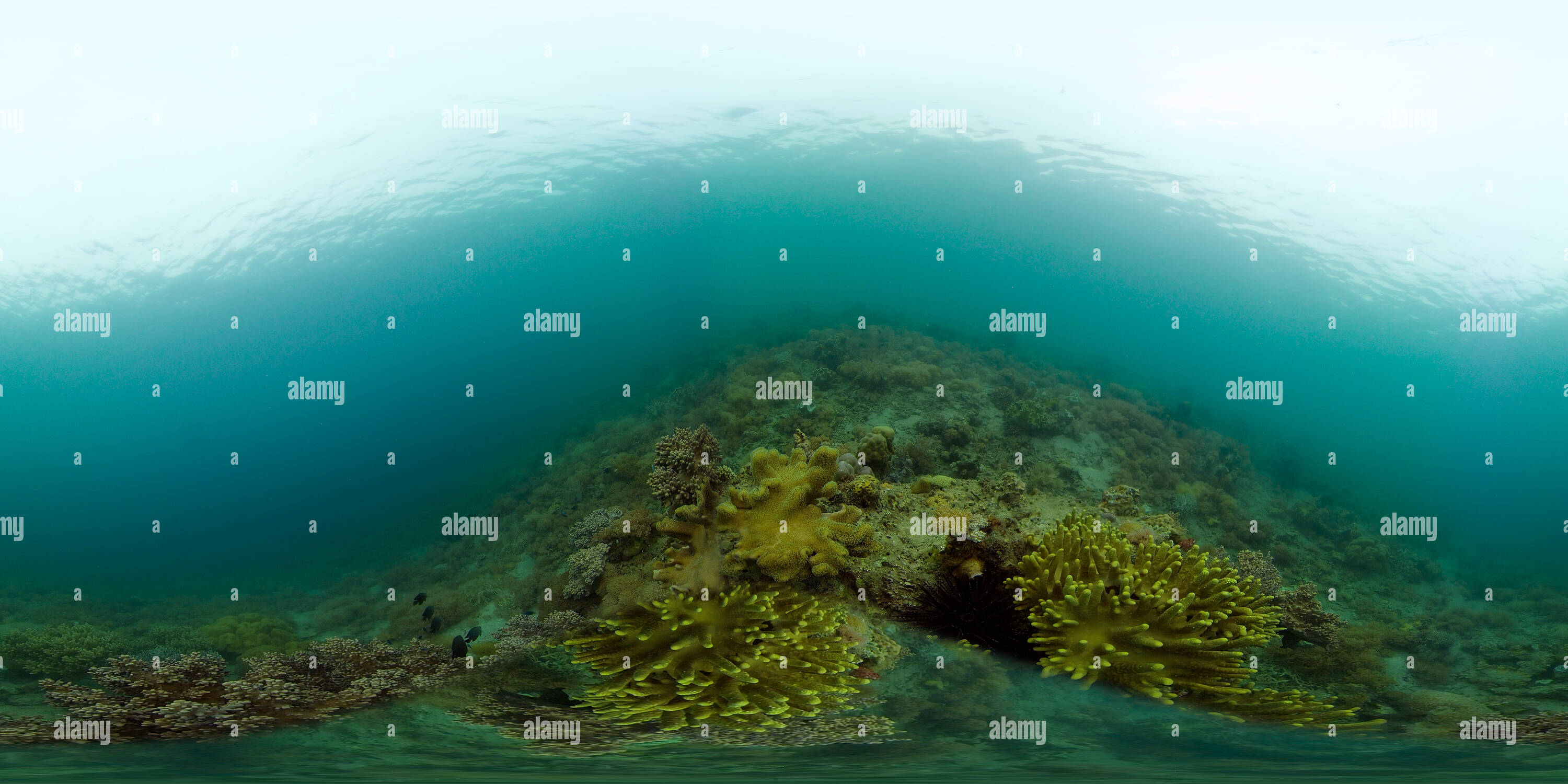 360° view of Tropical underwater sea fish. Philippines - Alamy