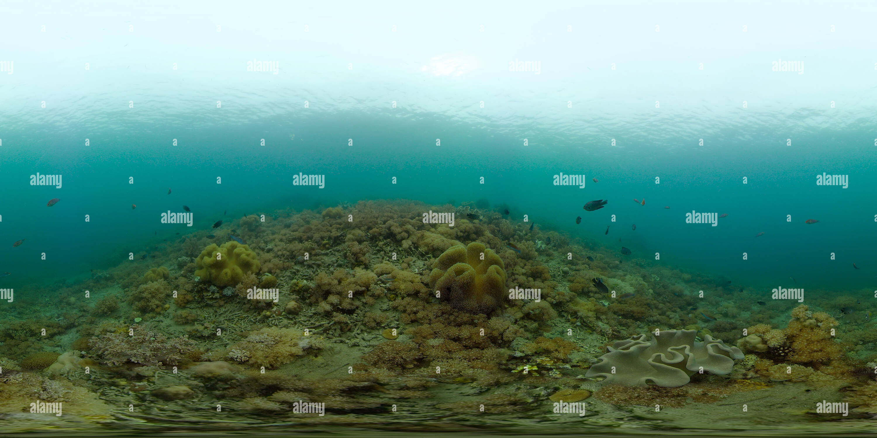 360° view of Tropical underwater sea fish. Philippines - Alamy