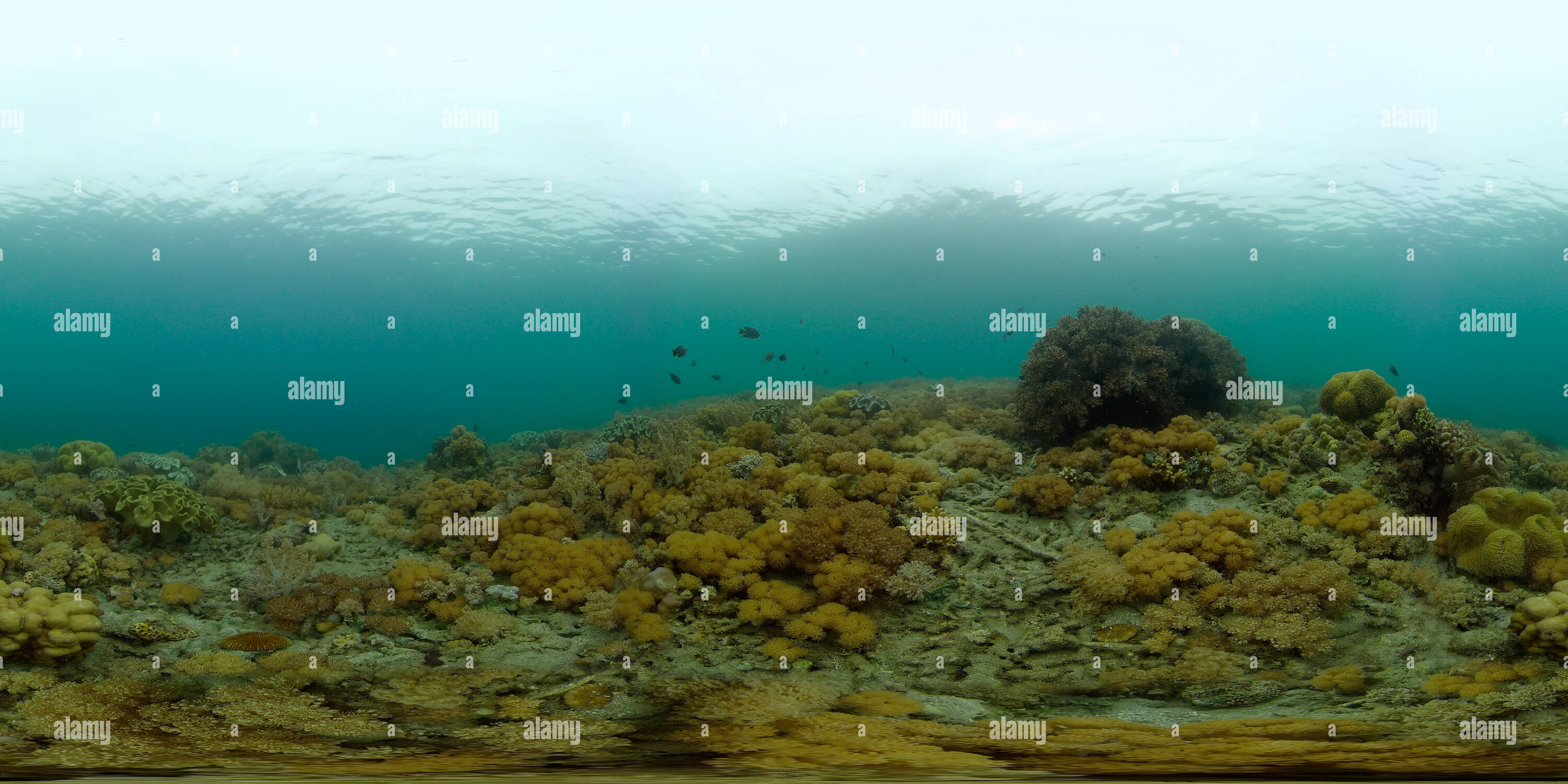 360° view of Tropical underwater sea fish. Philippines - Alamy