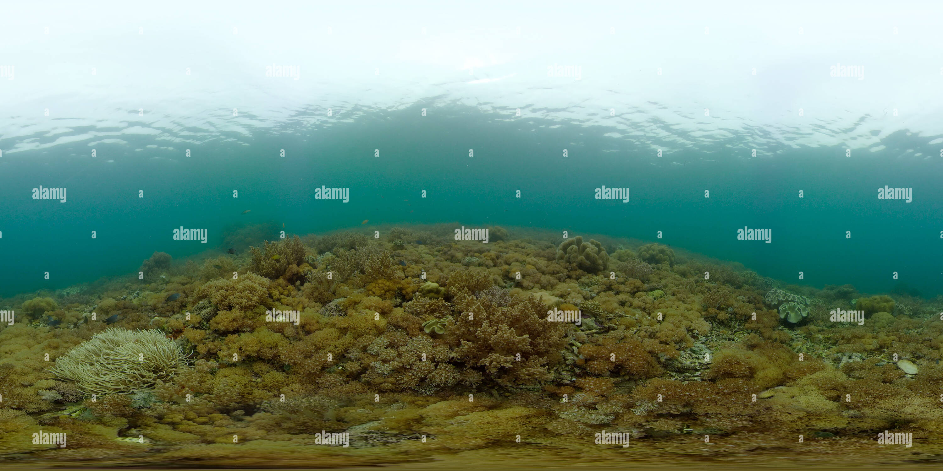 360° view of Beautiful underwater landscape with tropical fish - Alamy