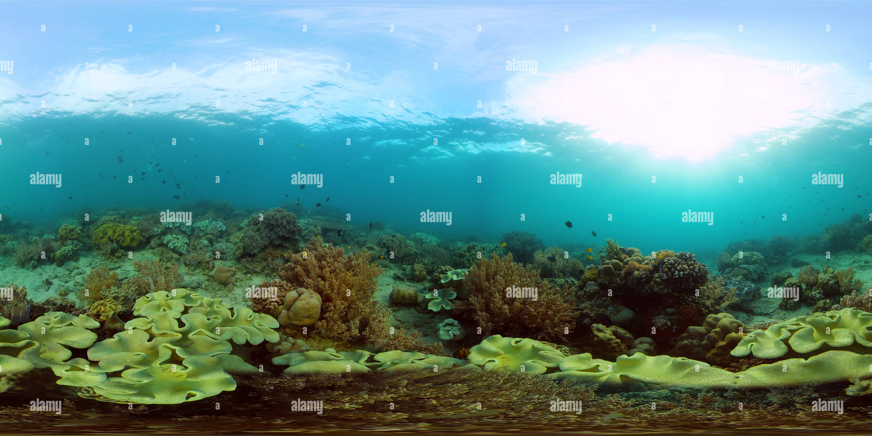 360° view of Beautiful underwater landscape with tropical fish - Alamy