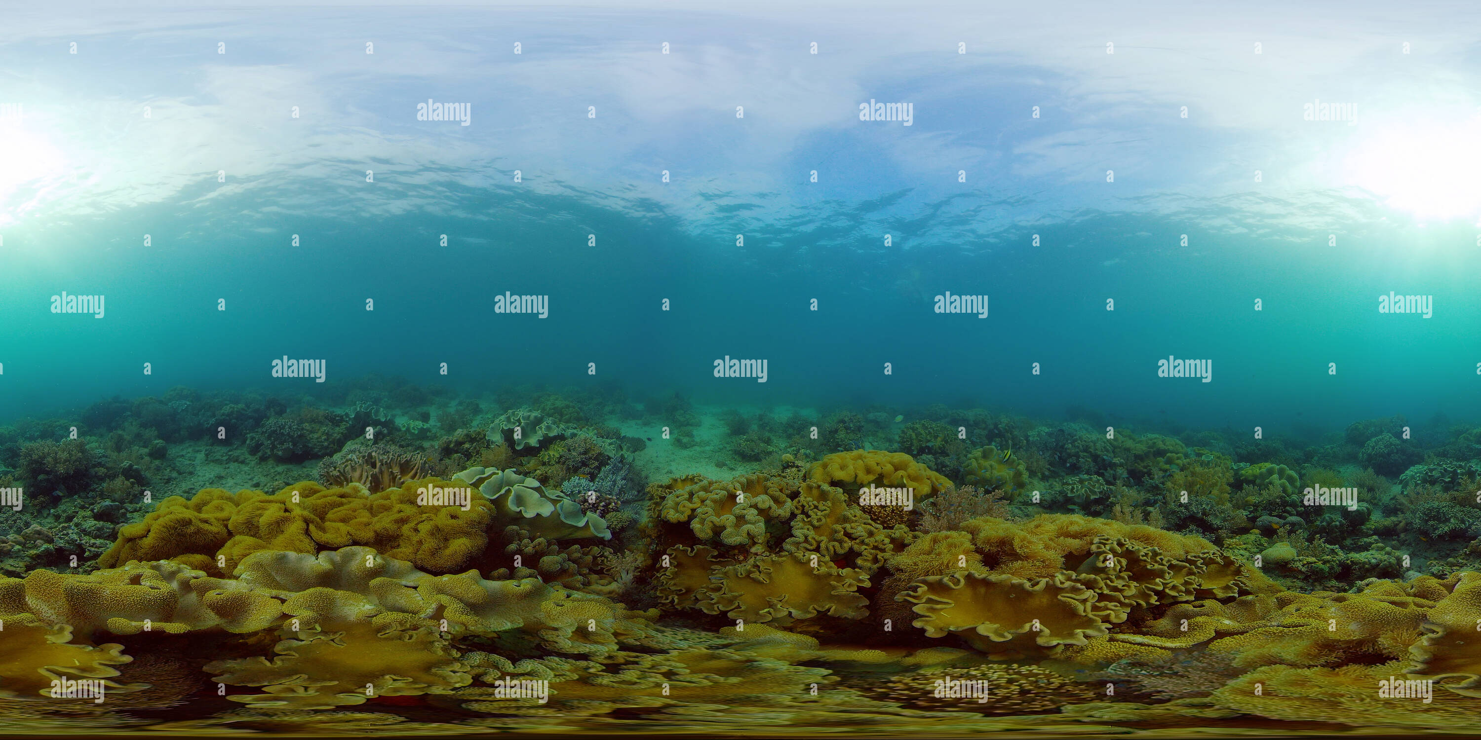 360° view of Beautiful underwater landscape with tropical fish - Alamy