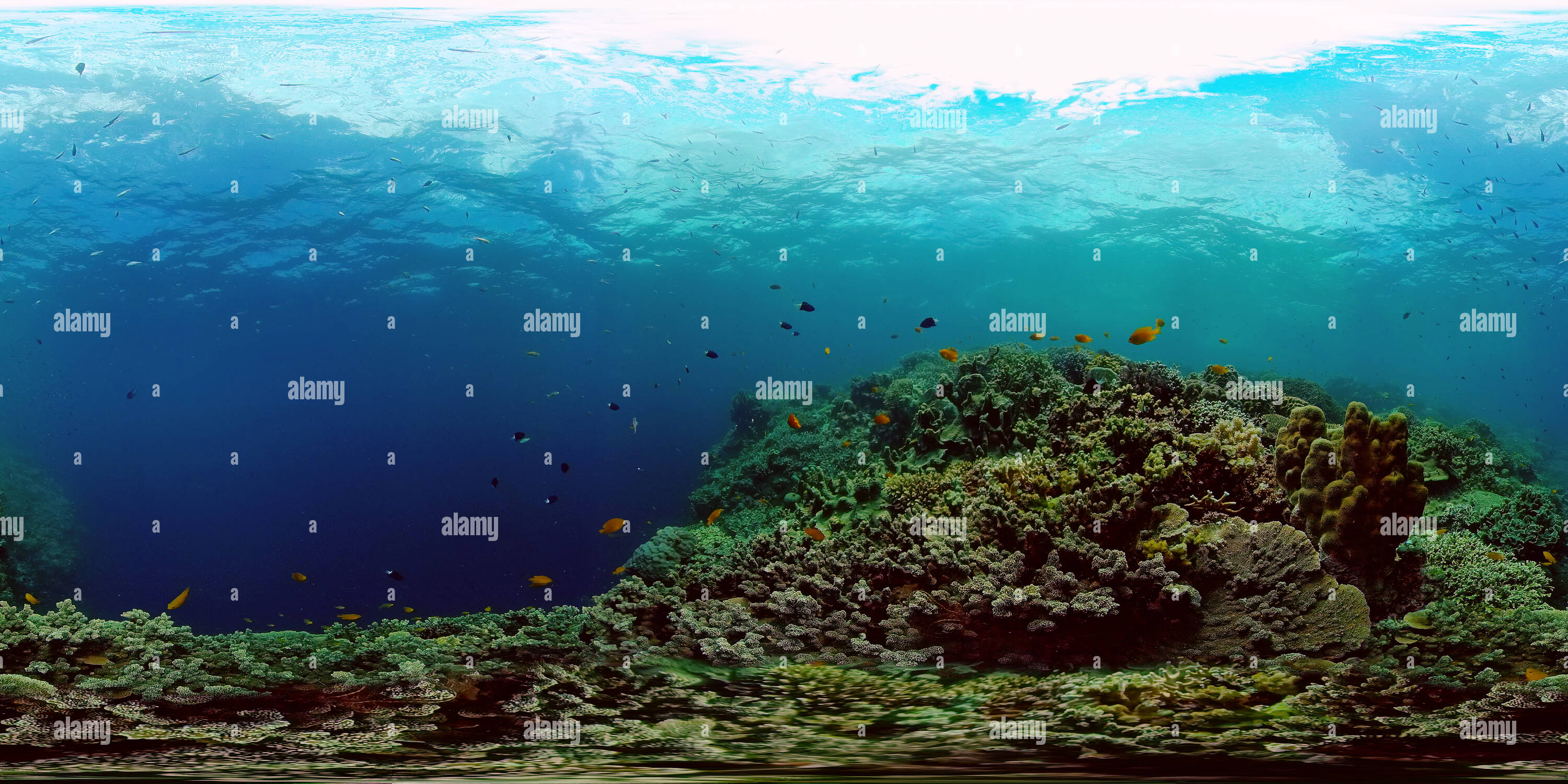 360° view of Coral reef underwater with tropical fish - Alamy