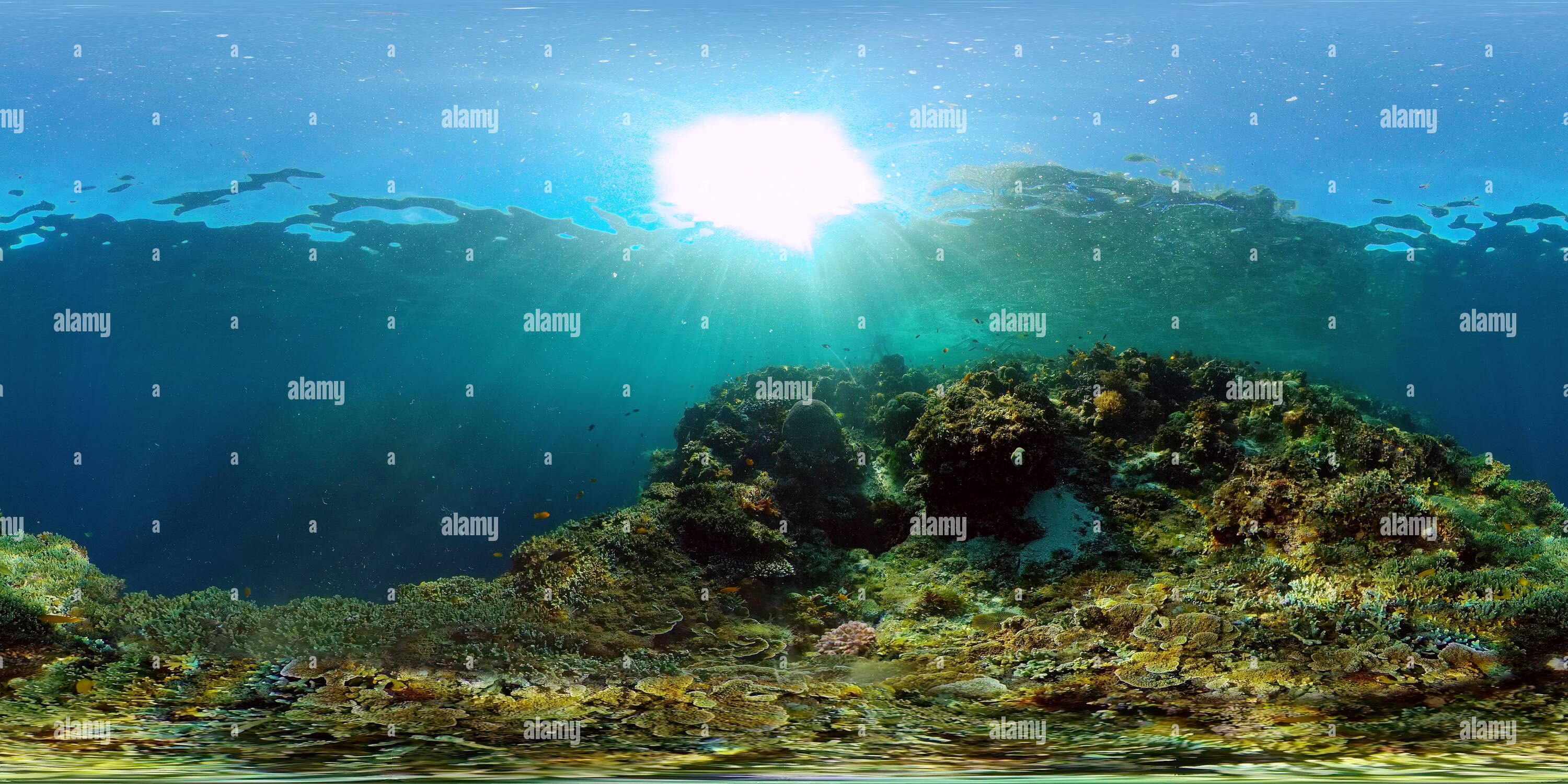 360° view of Underwater fish garden reef - Alamy