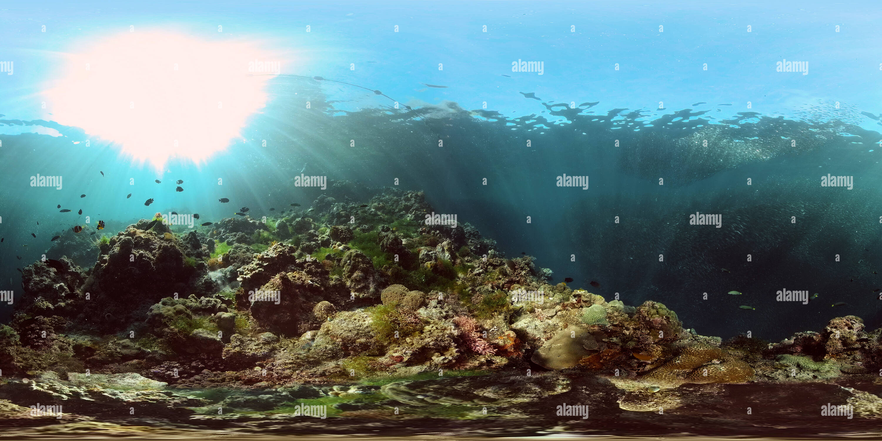 360° view of Underwater fish garden reef - Alamy