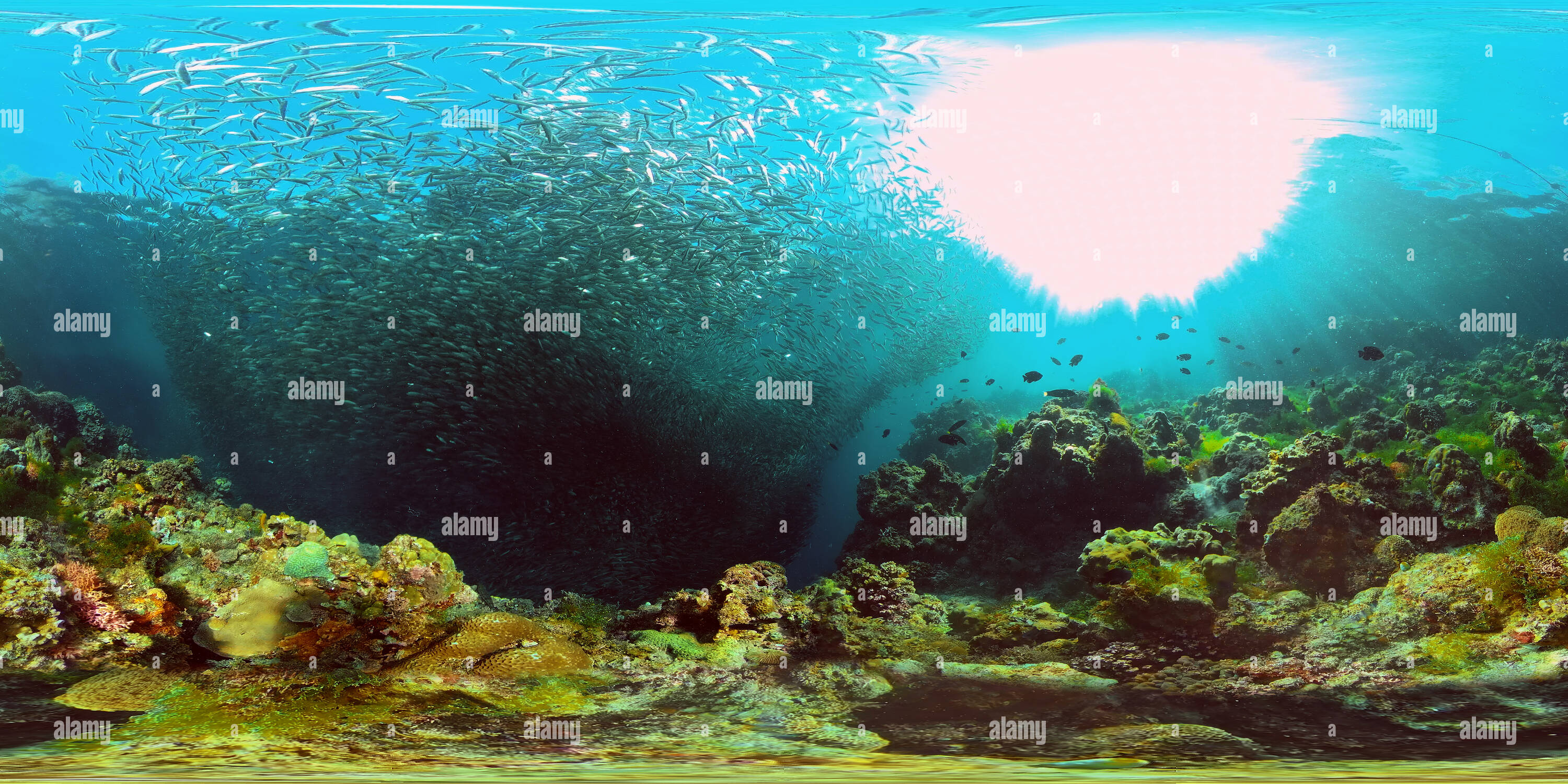 360° view of Underwater fish garden reef - Alamy
