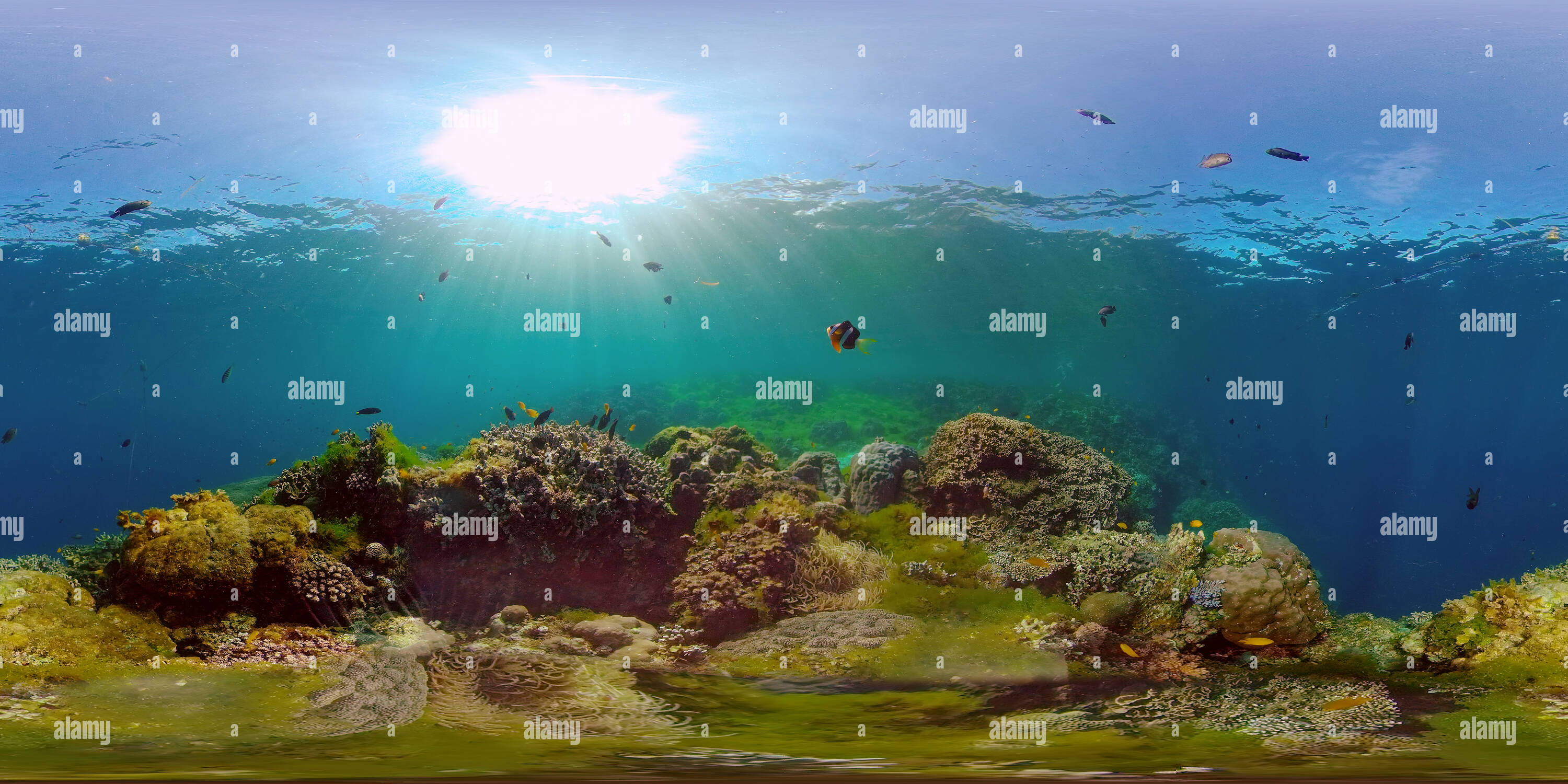 360° view of The underwater world of a coral reef. Philippines - Alamy