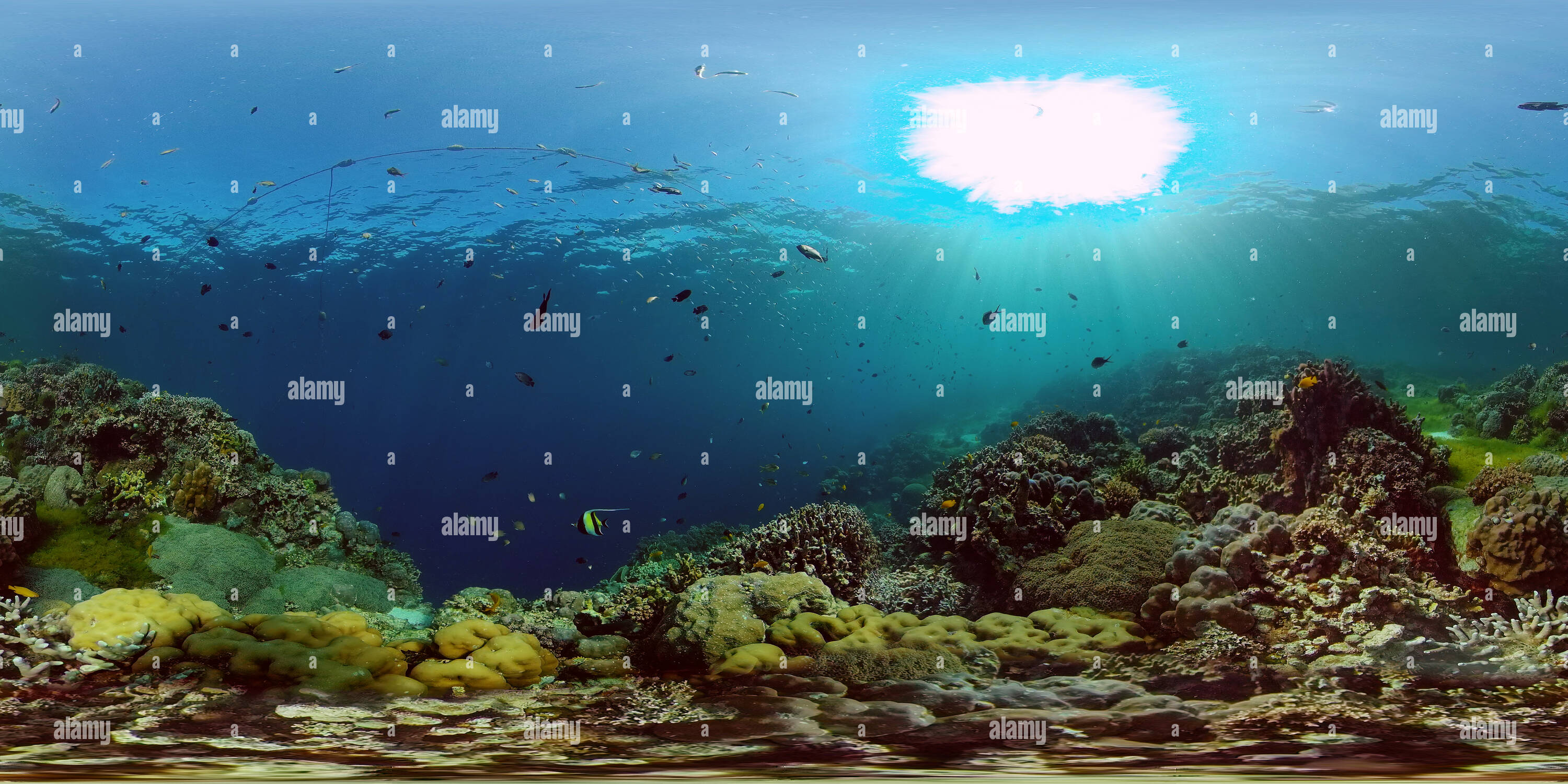 360° view of The underwater world of a coral reef. Philippines - Alamy