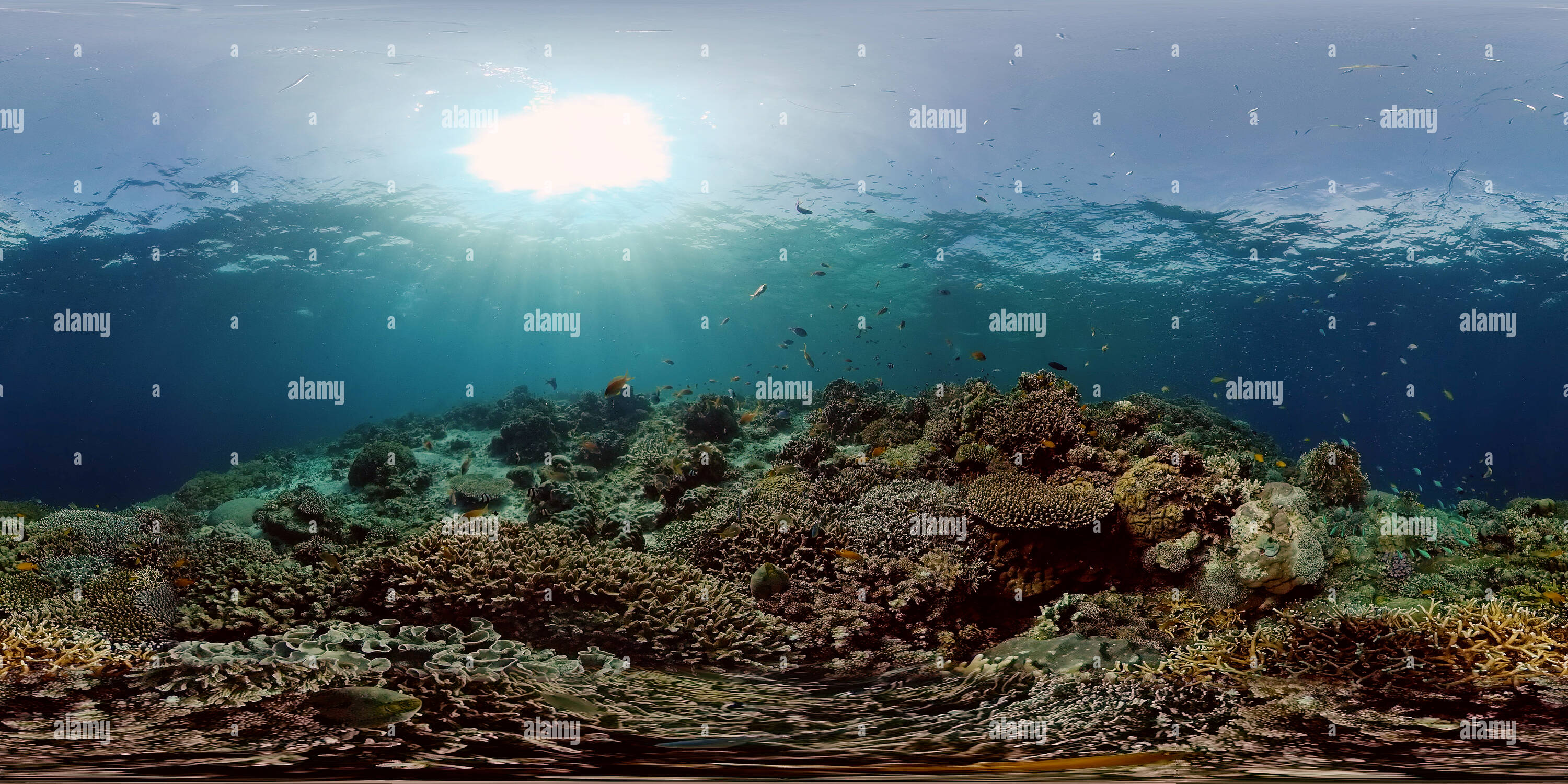 360° view of Tropical Blue Water Colorful Fishes - Alamy