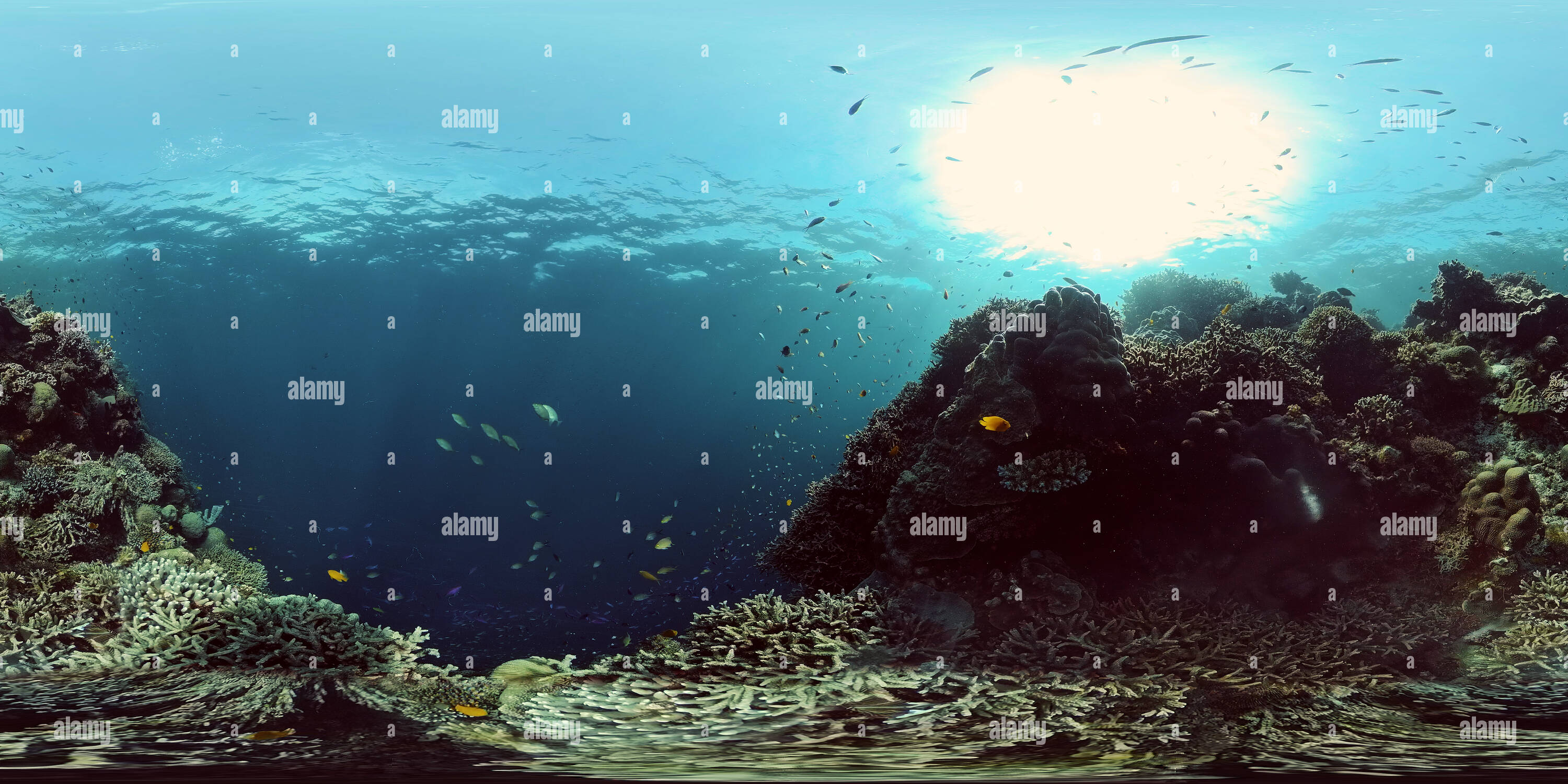 360° view of Underwater Colorful Tropical Fishes - Alamy