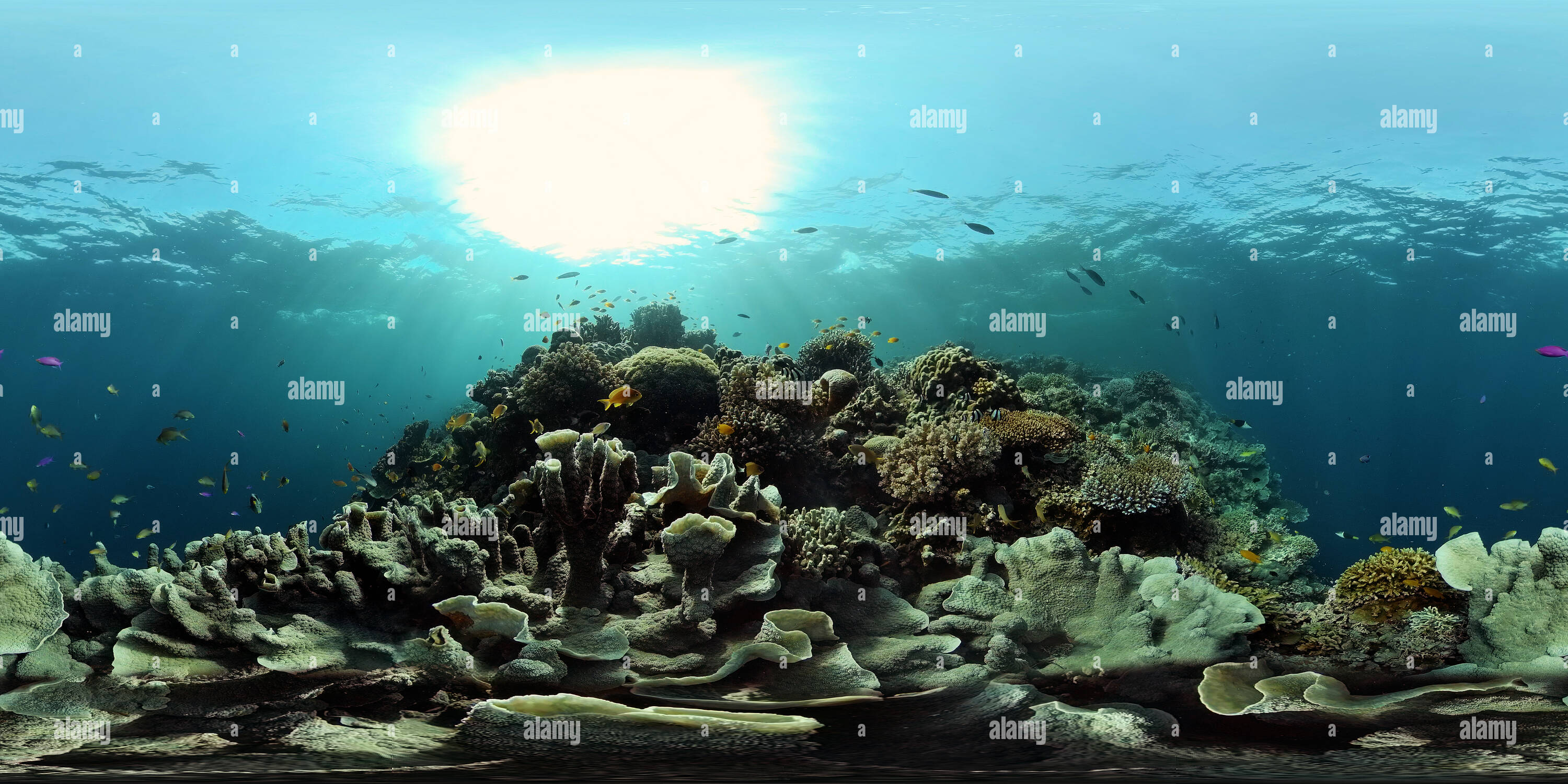 360° view of Coral reef and tropical fish underwater - Alamy