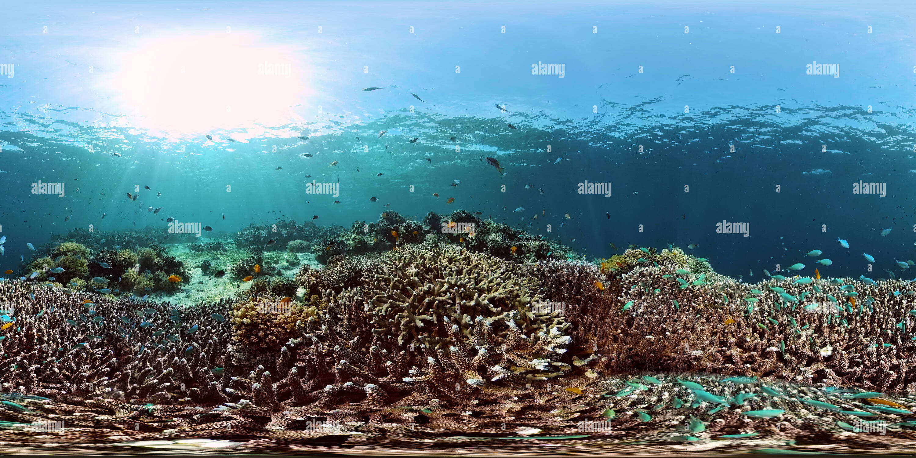 360° view of Underwater fish garden reef. Reef coral scene - Alamy