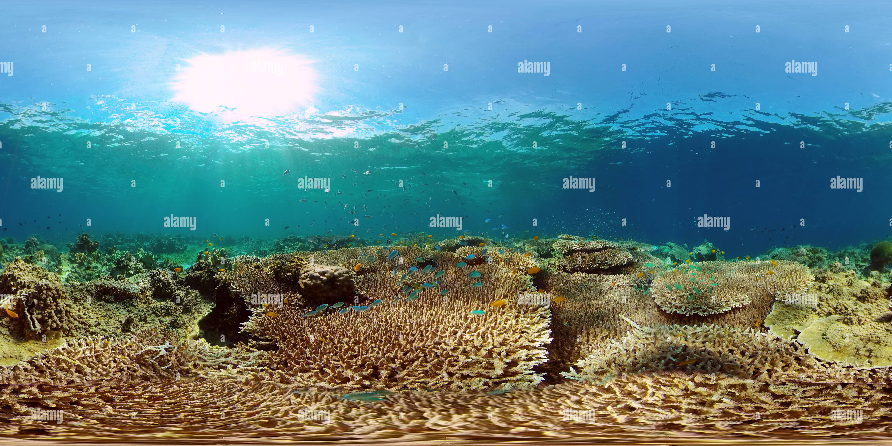 360° view of Underwater fish garden reef. Reef coral scene - Alamy