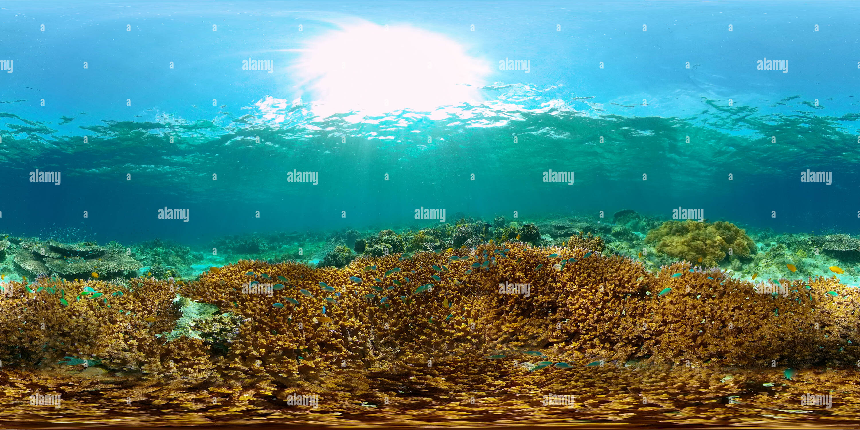 360° view of Underwater fish garden reef. Reef coral scene - Alamy