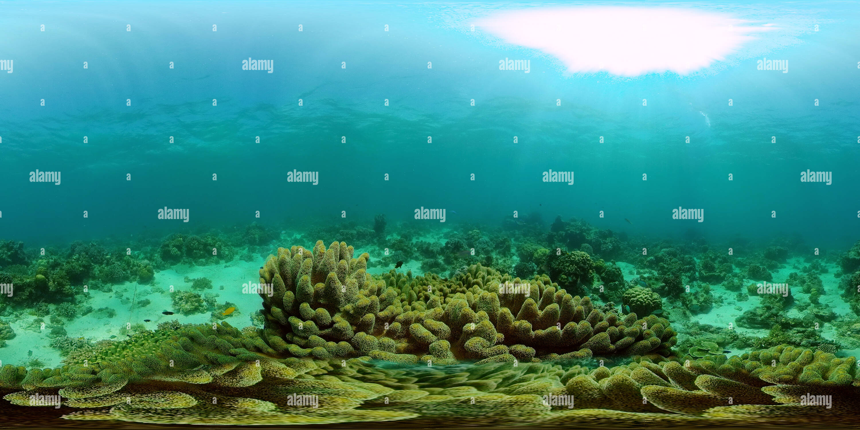 360° view of Underwater Scene Coral Reef. Underwater sea fish - Alamy
