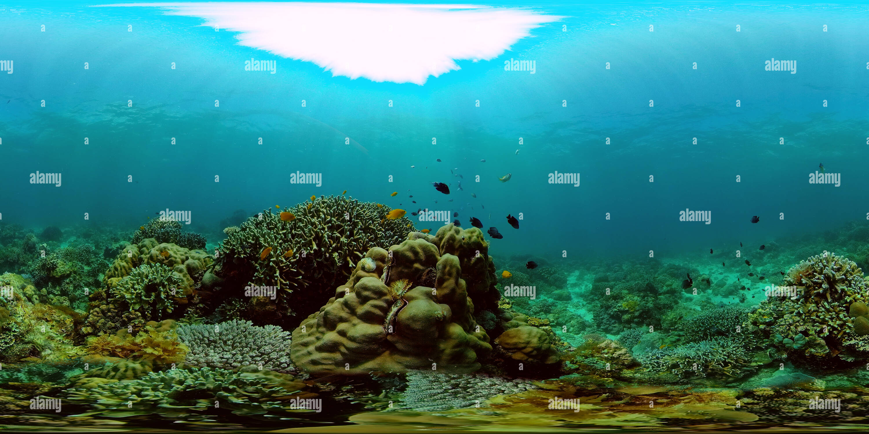 360° view of Underwater Scene Coral Reef. Underwater sea fish - Alamy