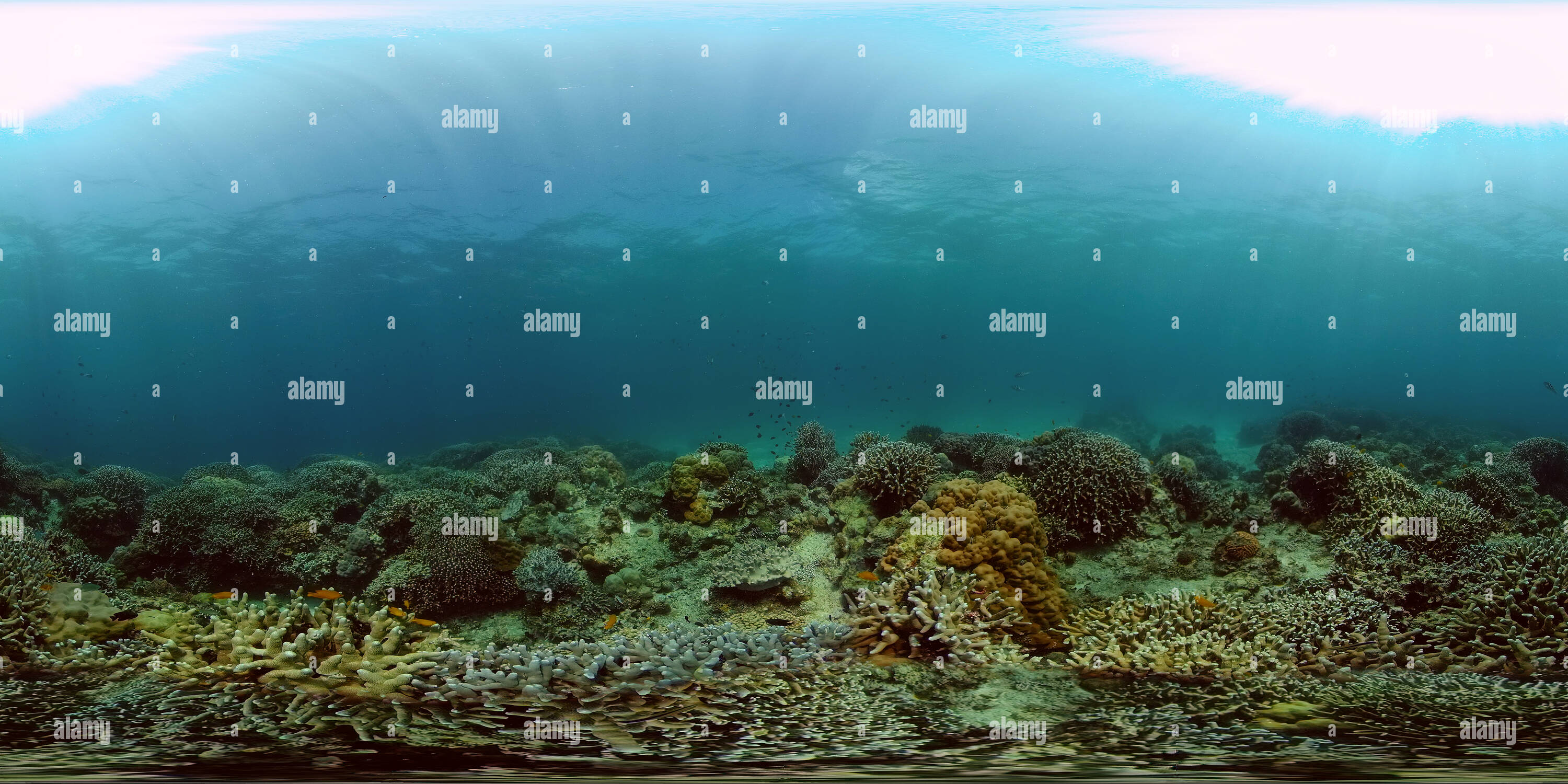 360° view of Underwater Scene Coral Reef. Underwater sea fish - Alamy