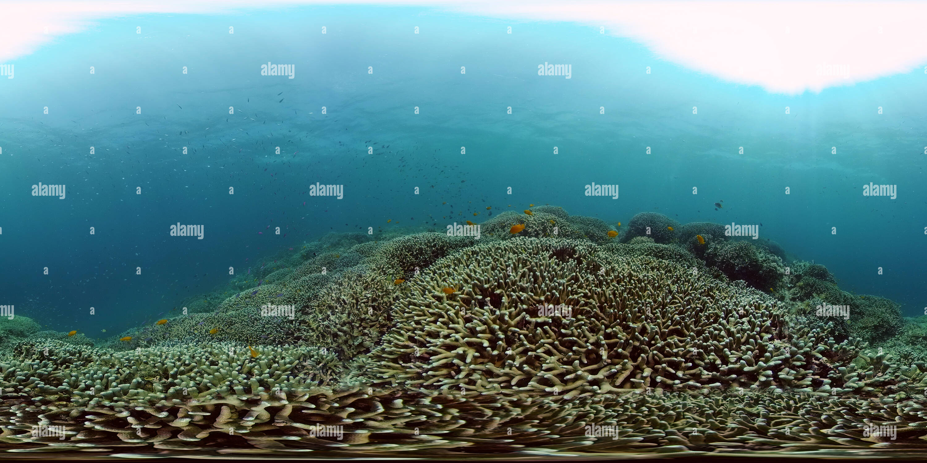 360° view of Underwater Scene Coral Reef. Underwater sea fish - Alamy