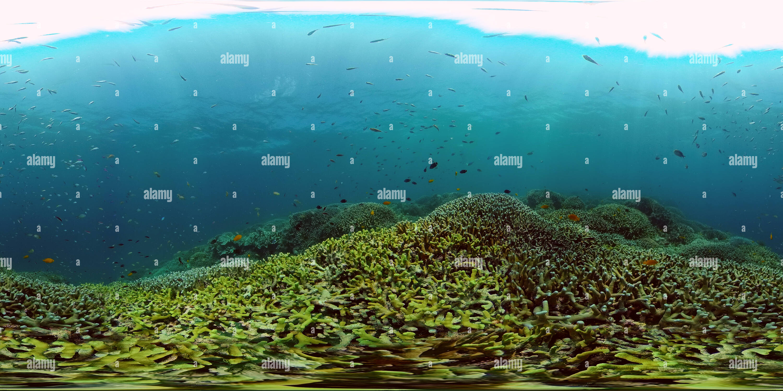 360° view of Underwater Scene Coral Reef. Underwater sea fish - Alamy