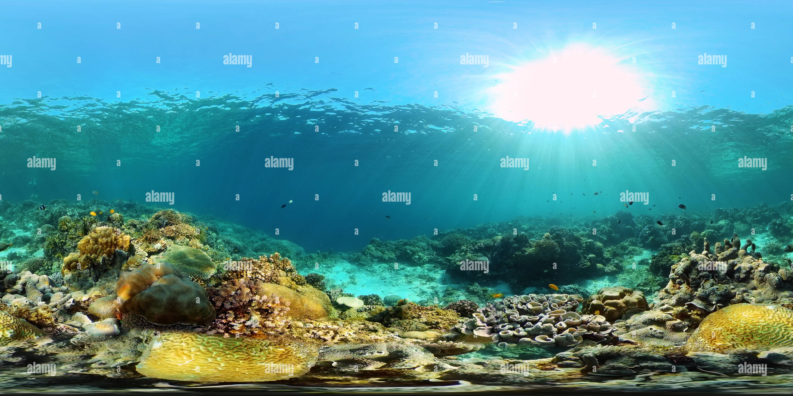 360° view of Underwater Tropical Reef View - Alamy