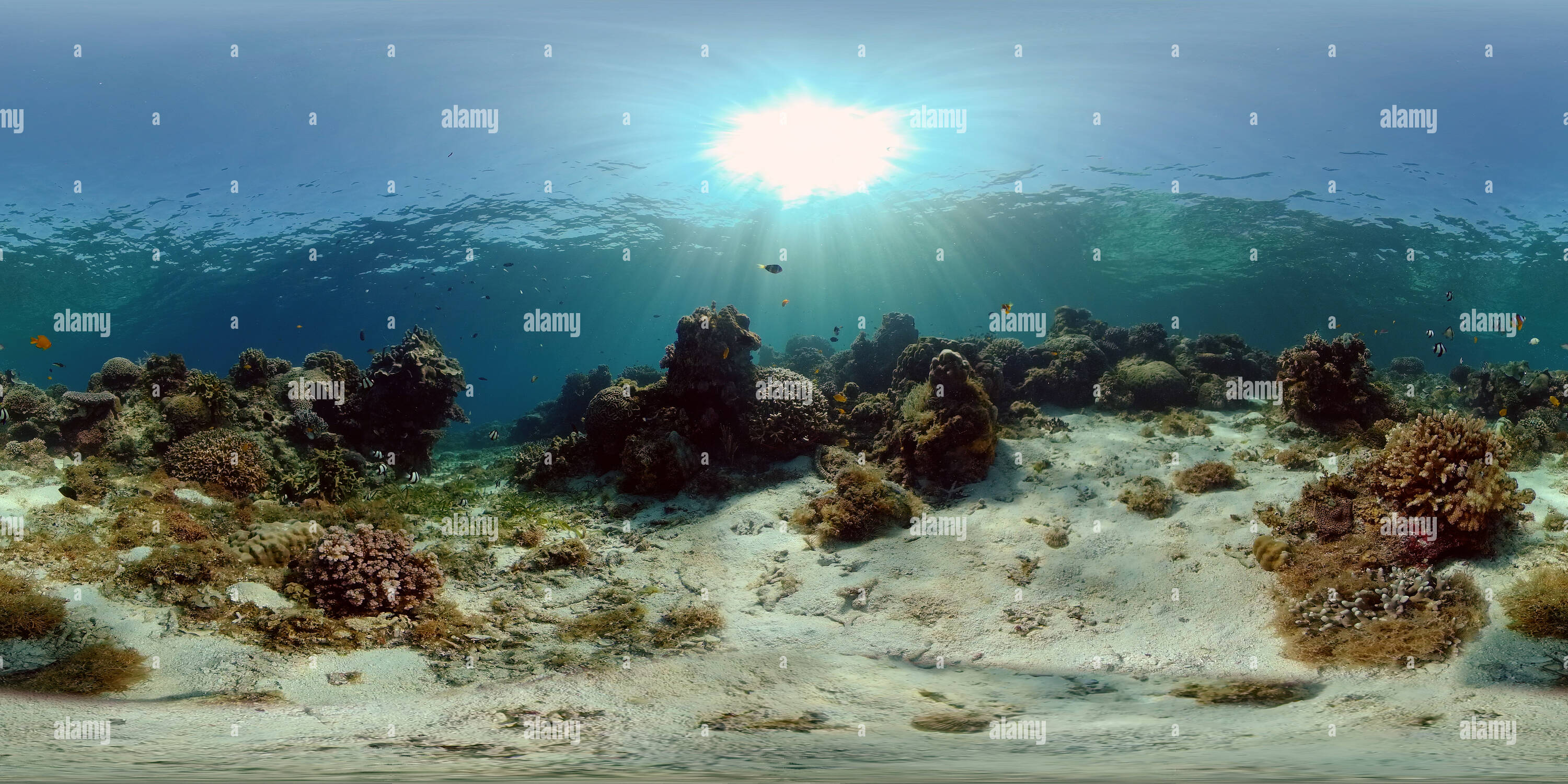 360° view of Underwater Tropical Reef View - Alamy