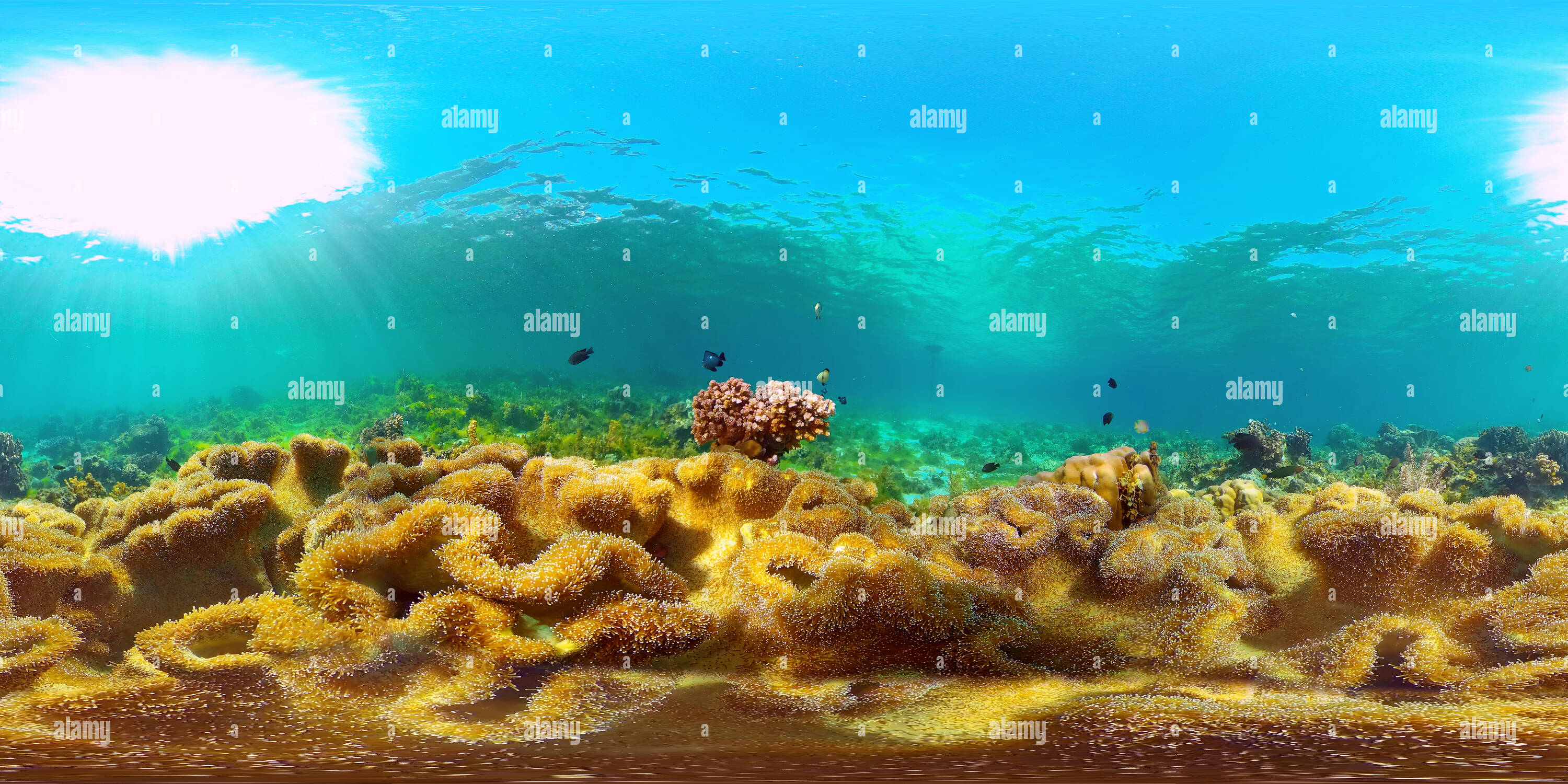 360° view of Underwater Tropical Reef View - Alamy