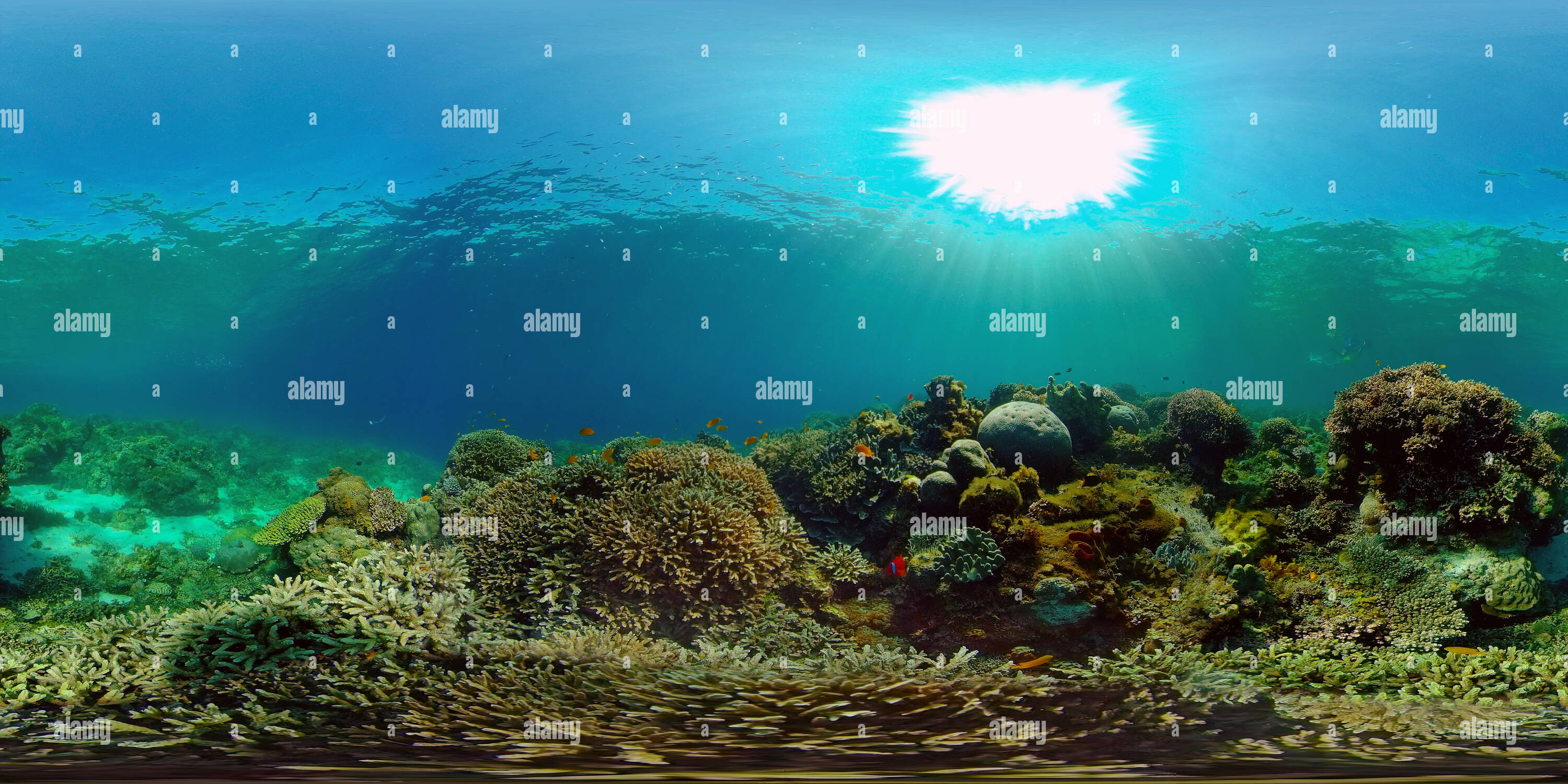 360° view of Colourful underwater seascape - Alamy