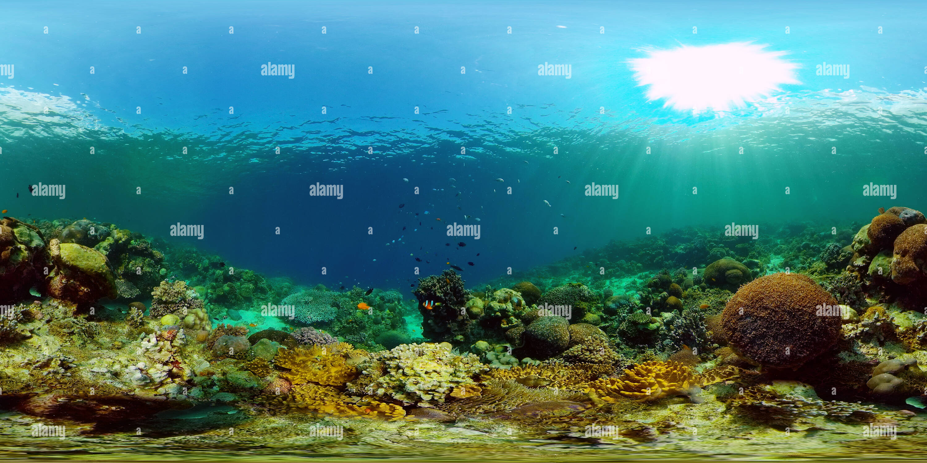 360° view of Underwater world with coral reef and tropical fishes - Alamy