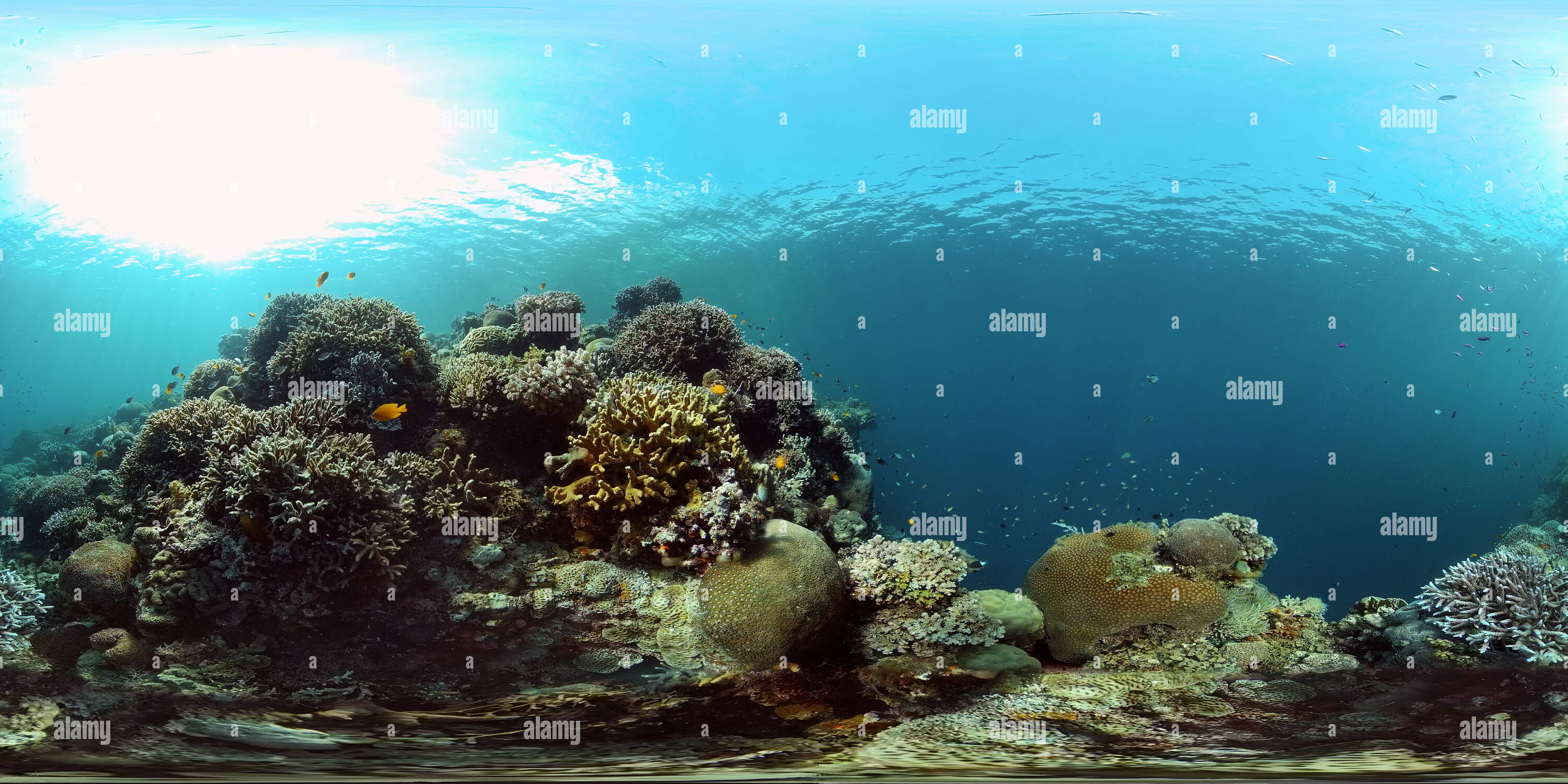 360° view of Underwater world with coral reef and tropical fishes - Alamy