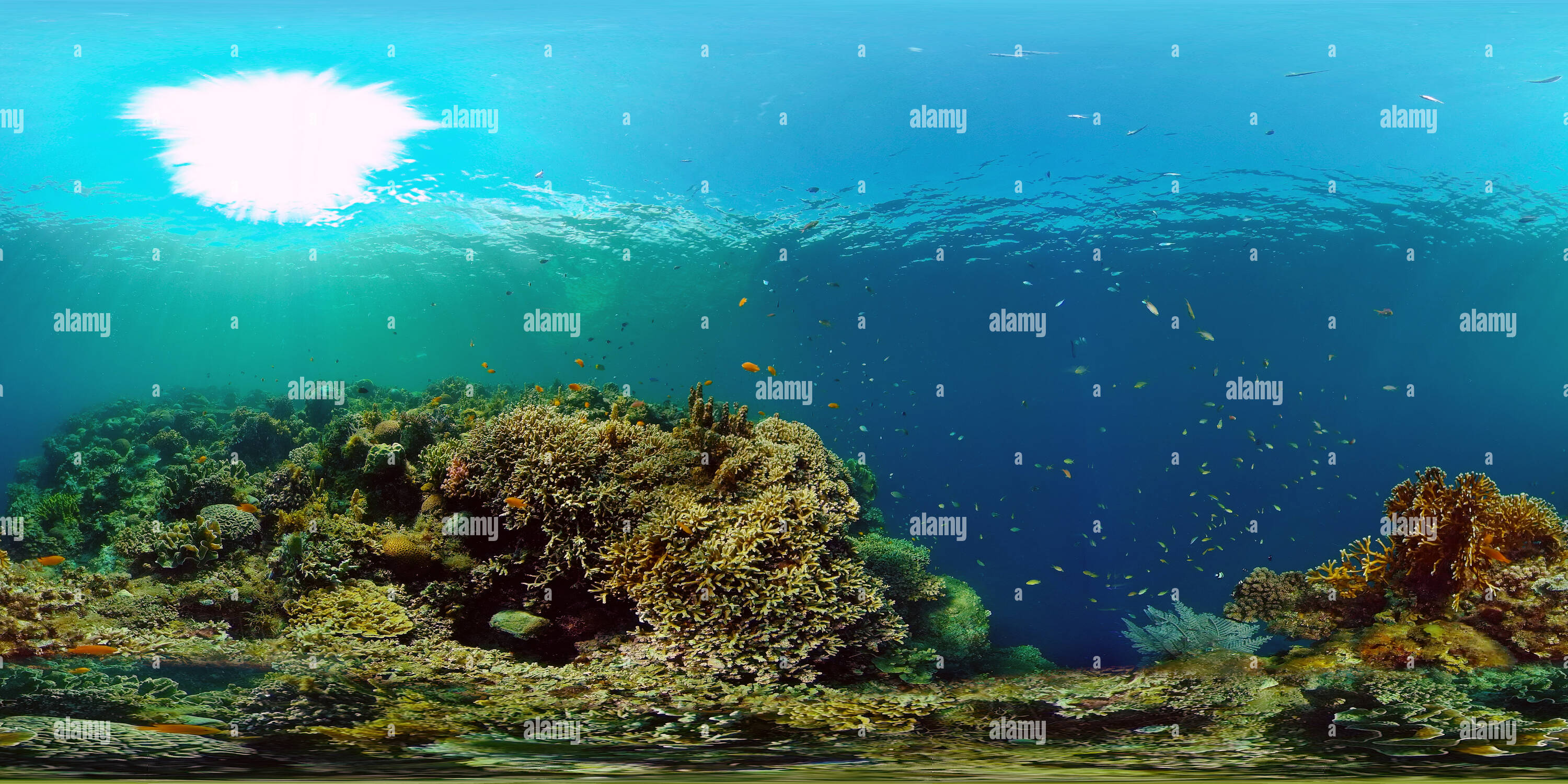 360° view of Colourful tropical coral reef - Alamy