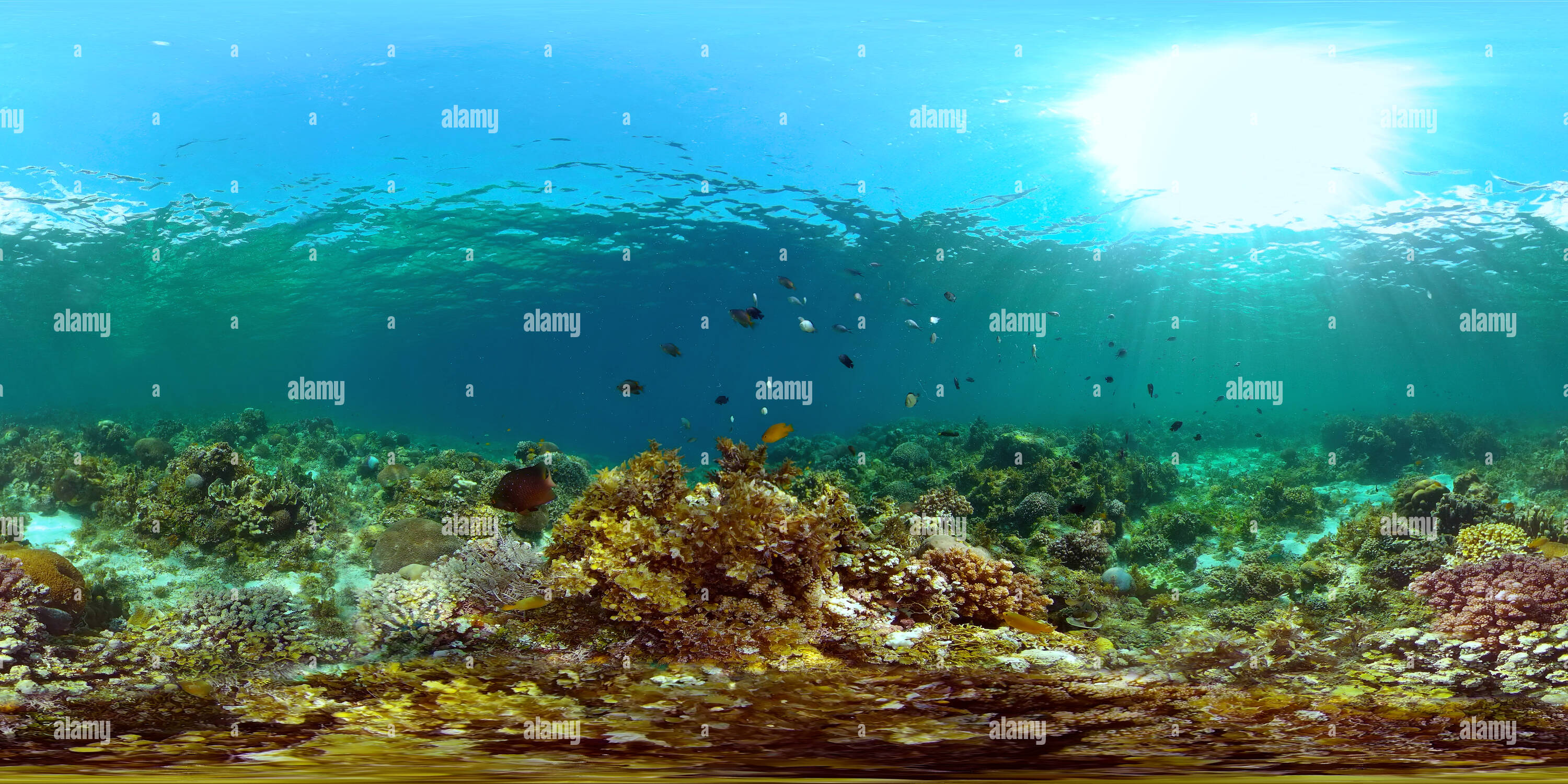 Virtual coral reef hi-res stock photography and images - Alamy