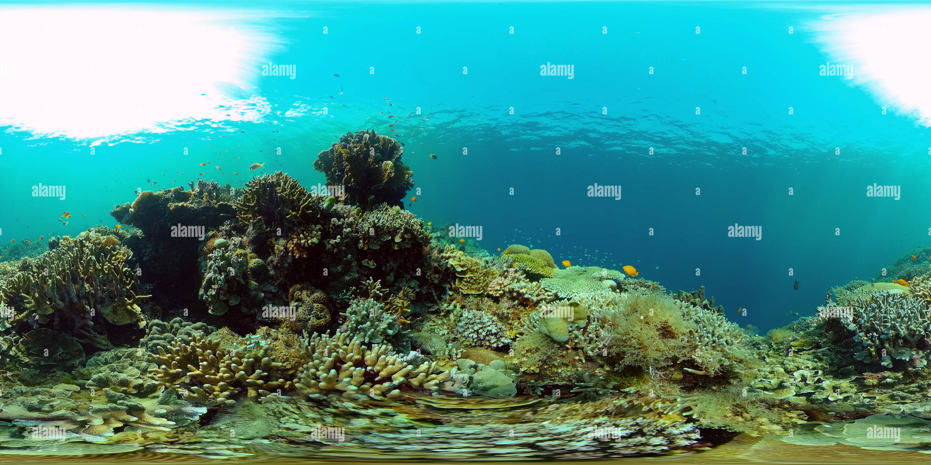360° view of Coral Reef and Fishes Underwater - Alamy