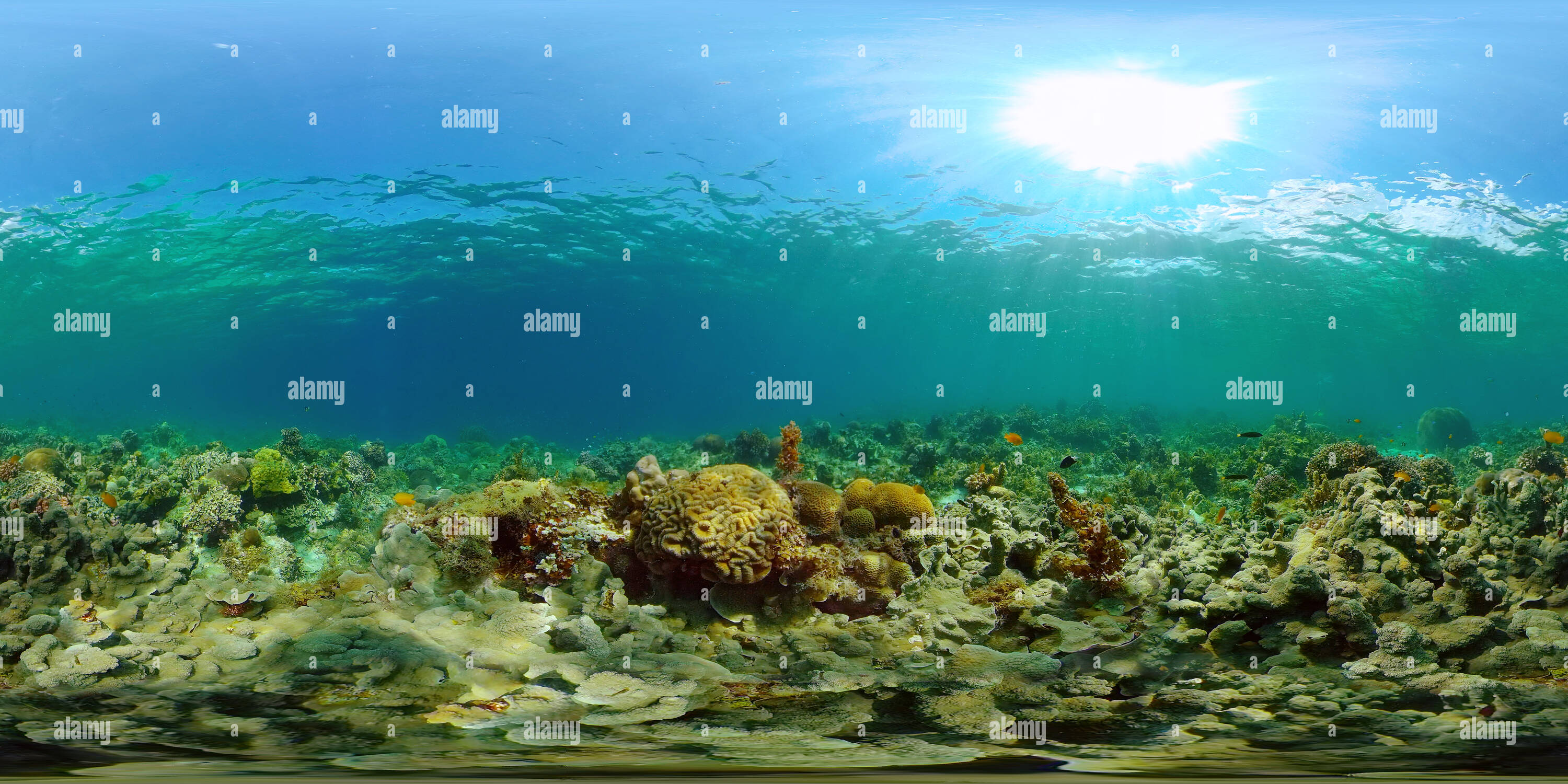 360° view of Coral Reef and Fishes Underwater - Alamy