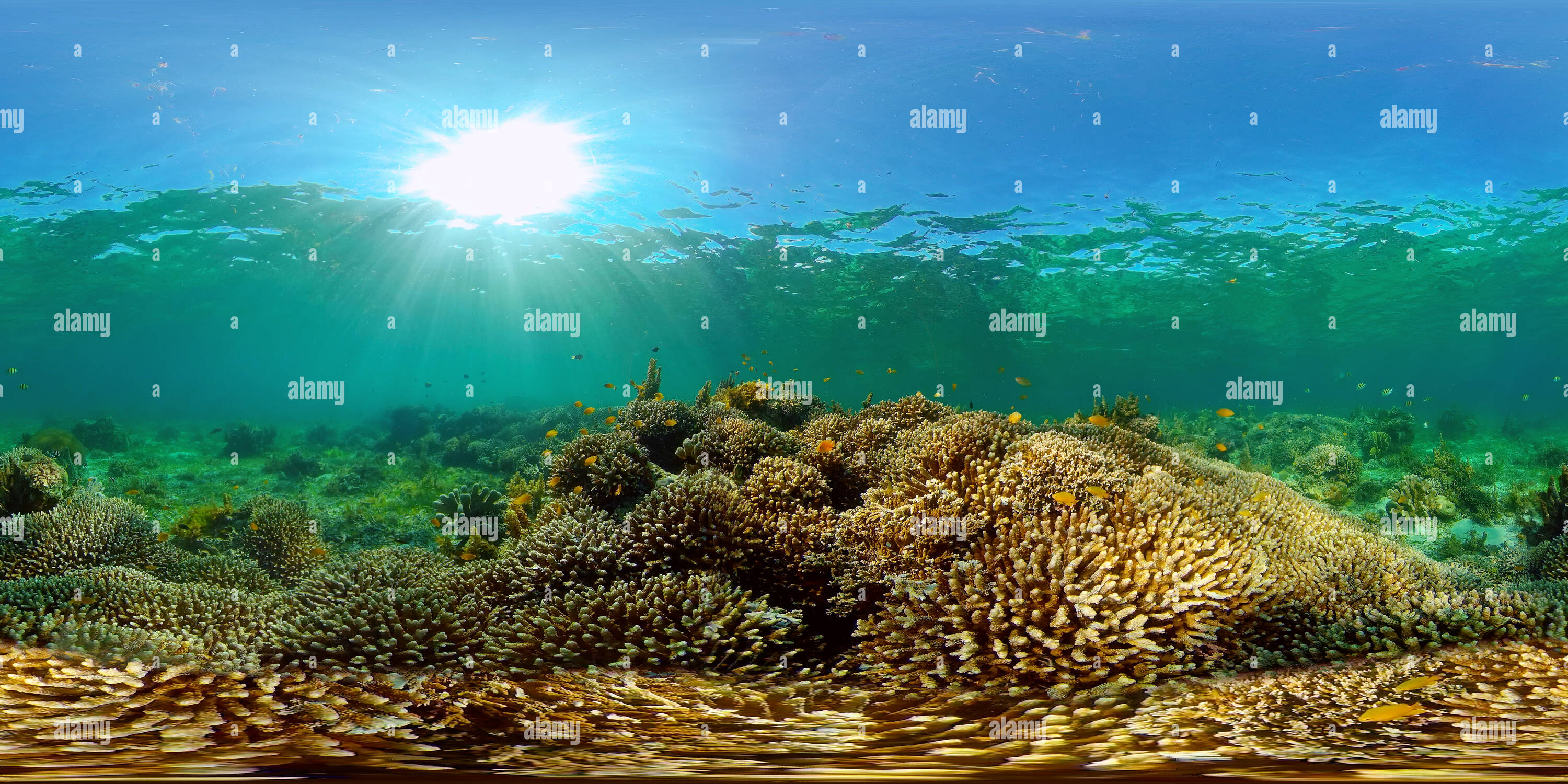360° view of Coral Reef and Fishes Underwater - Alamy
