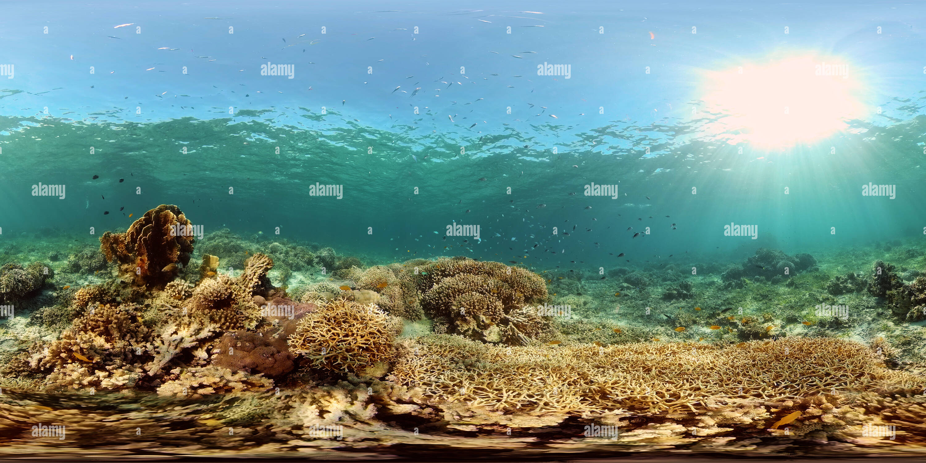 360° view of Underwater Scene Coral Reef - Alamy