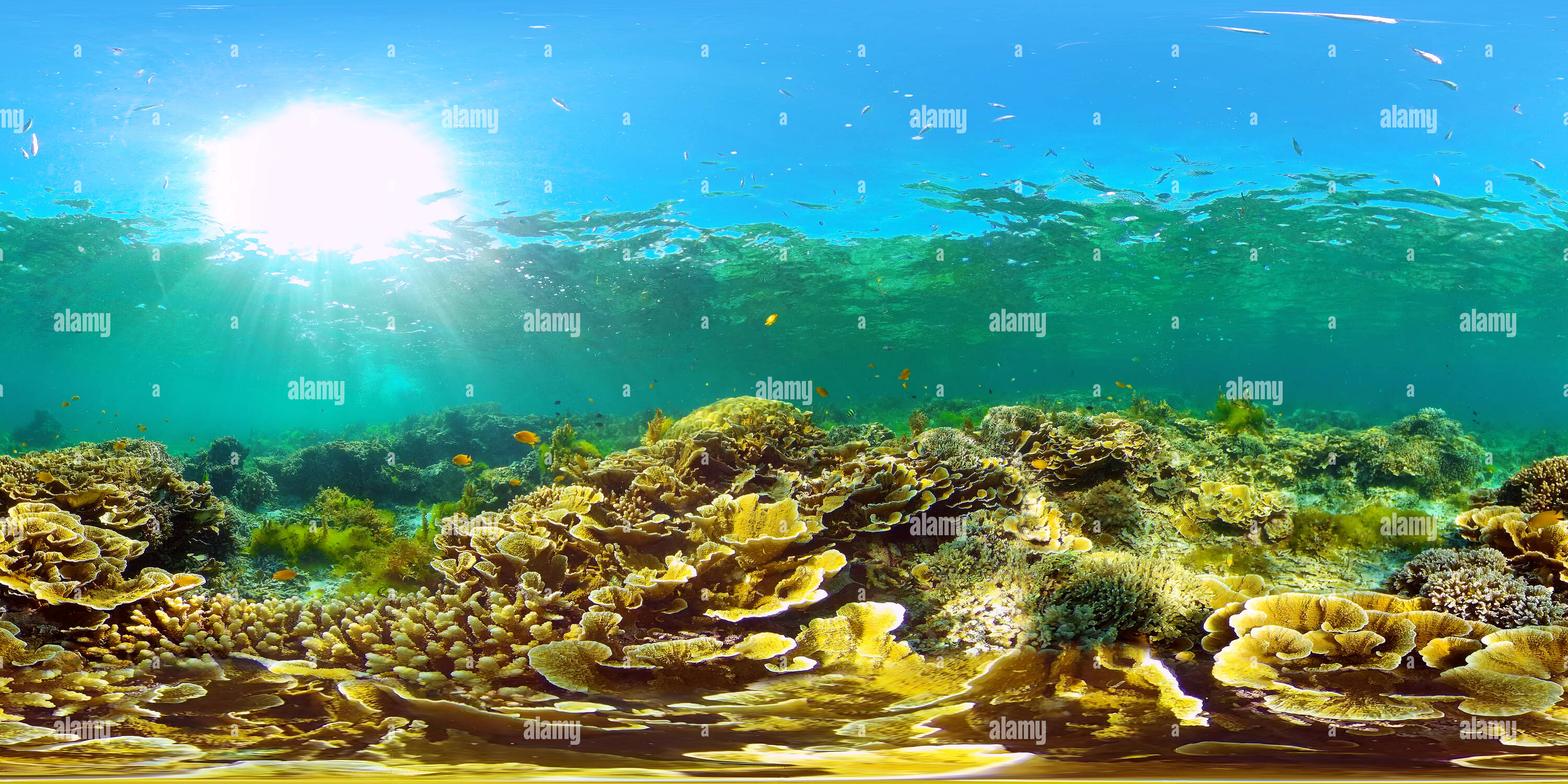 360° view of Underwater Scene Coral Reef - Alamy