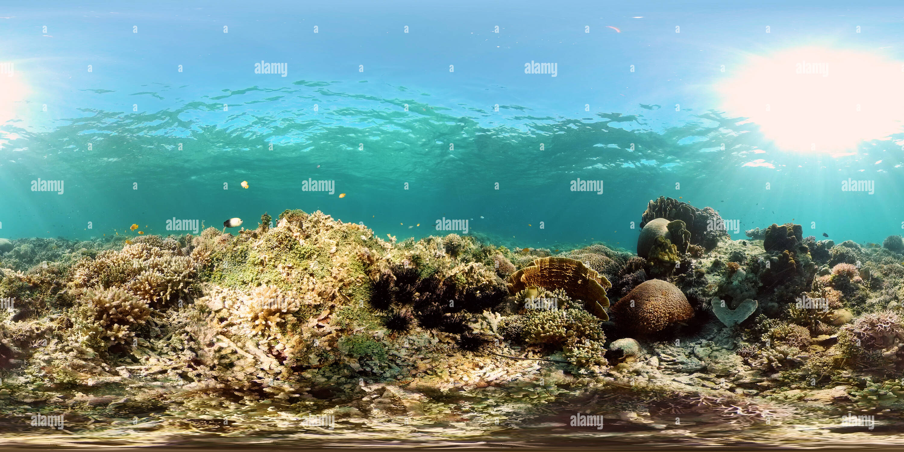 360° view of Underwater Scene Coral Reef - Alamy