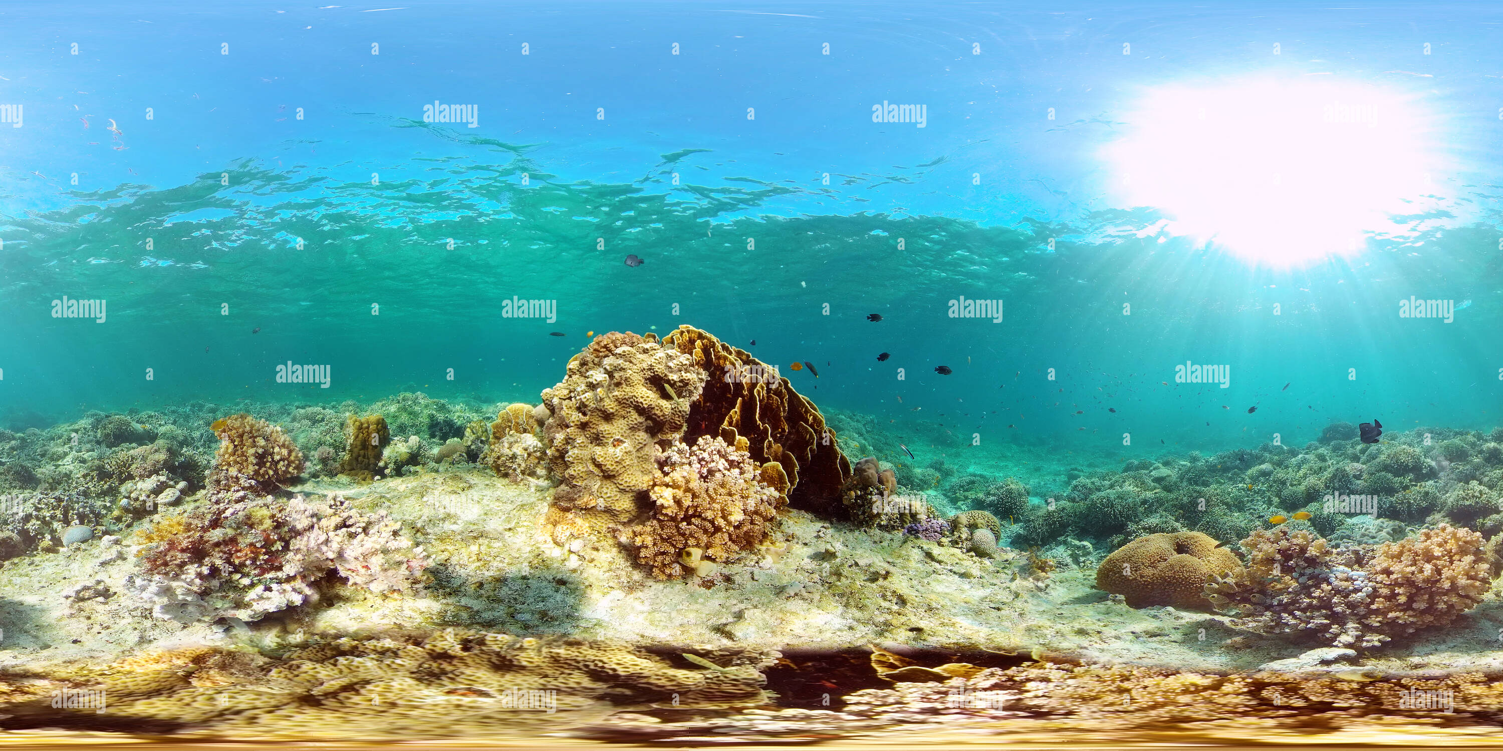 360° view of Underwater Scene Coral Reef - Alamy