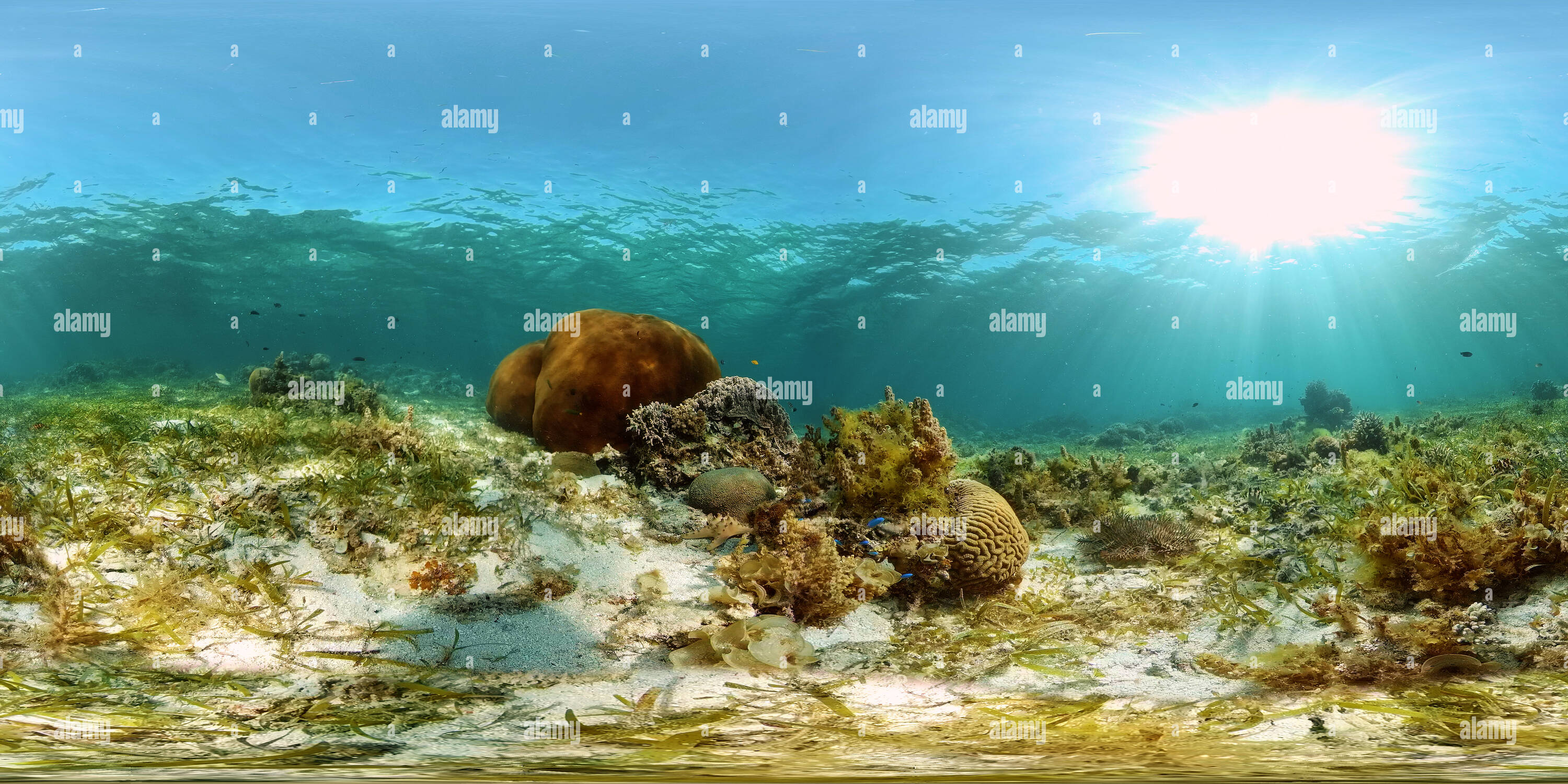 360° view of Beautiful underwater landscape - Alamy