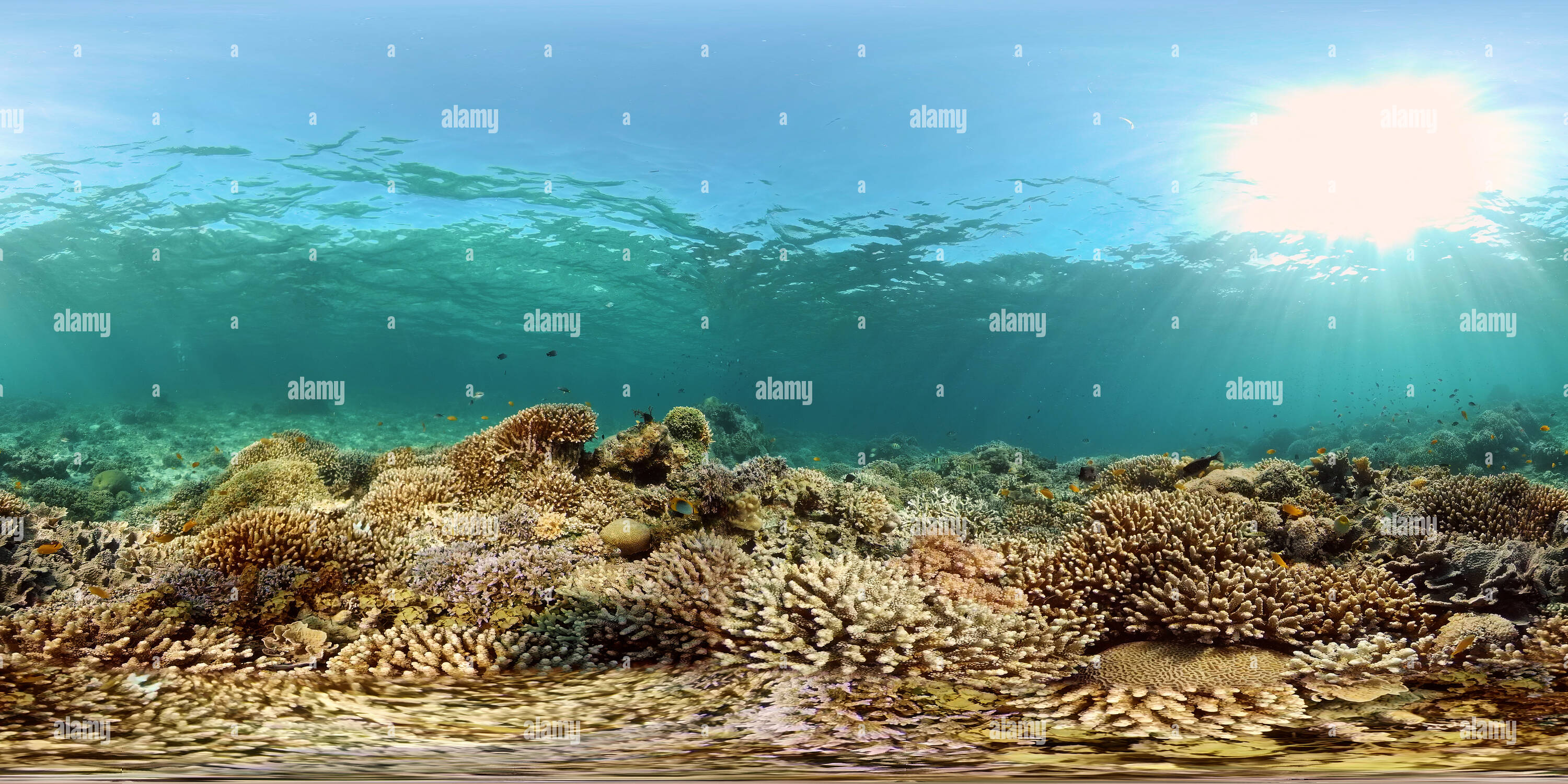 360° view of Underwater Scene Coral Reef - Alamy