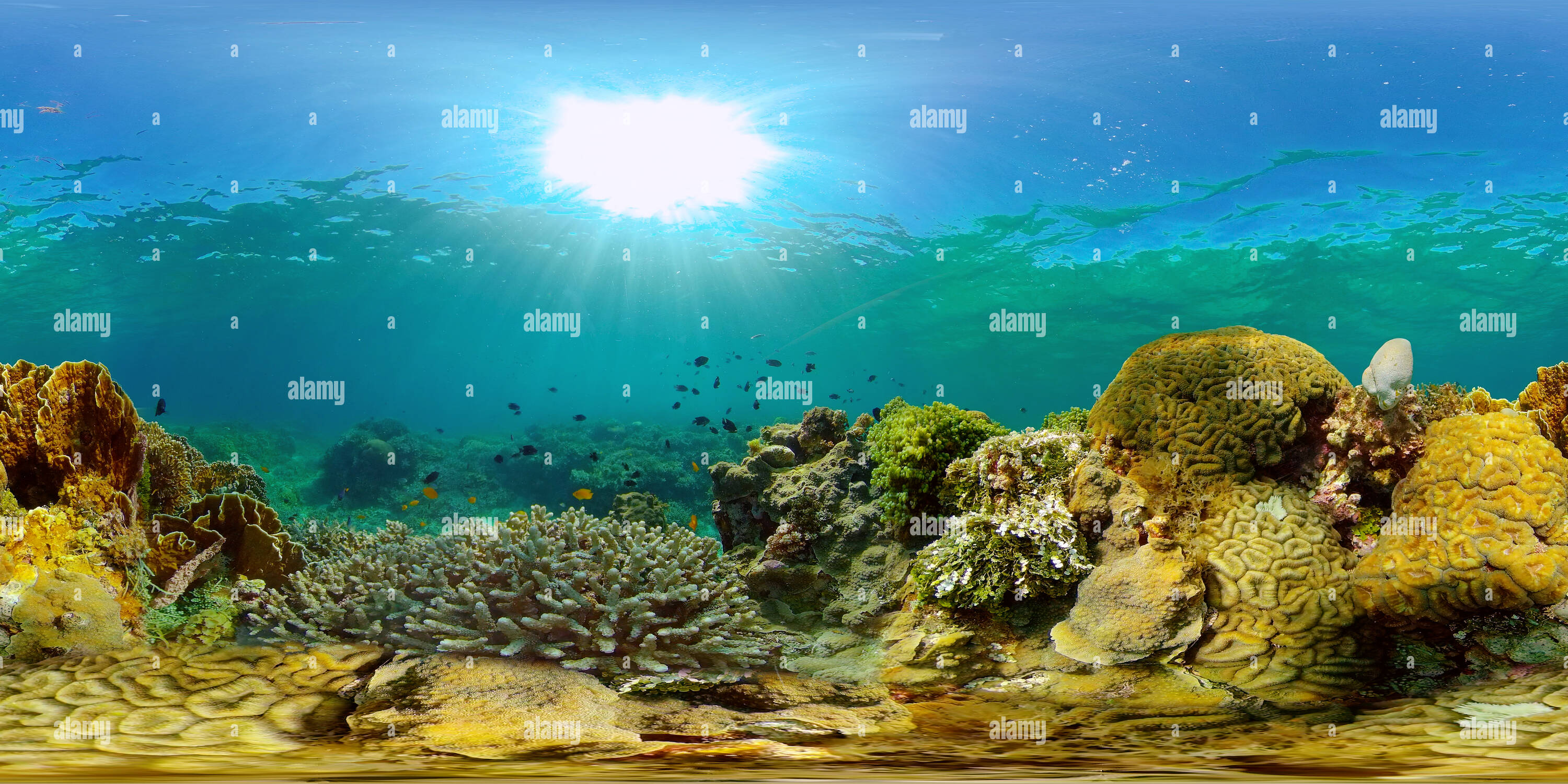 360° view of Beautiful underwater landscape - Alamy