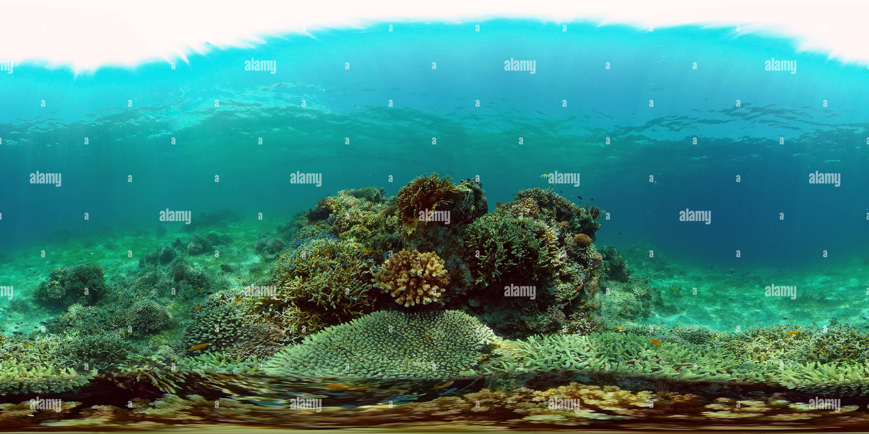 360° view of Beautiful underwater landscape - Alamy
