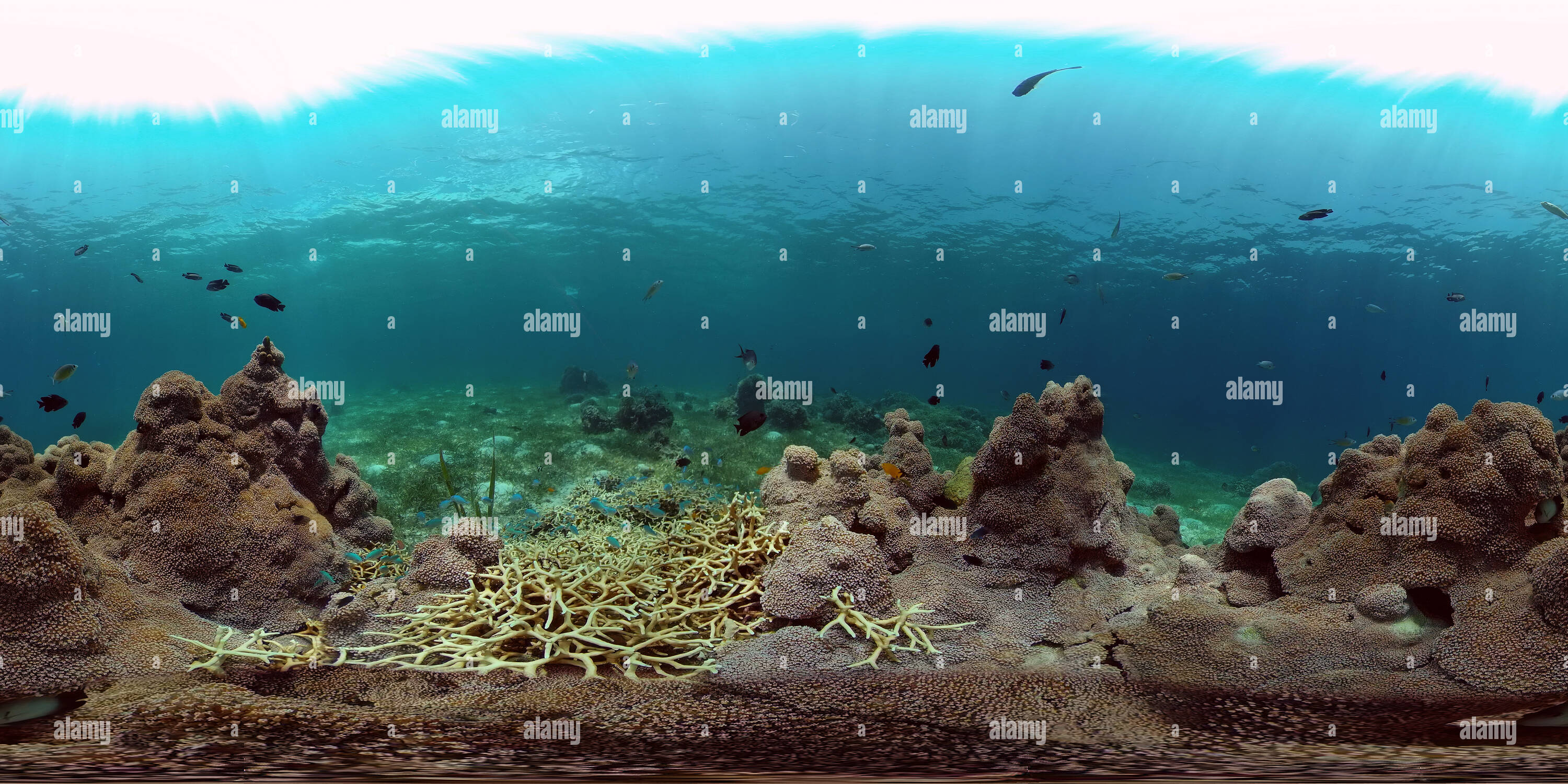 360° view of Beautiful underwater landscape - Alamy