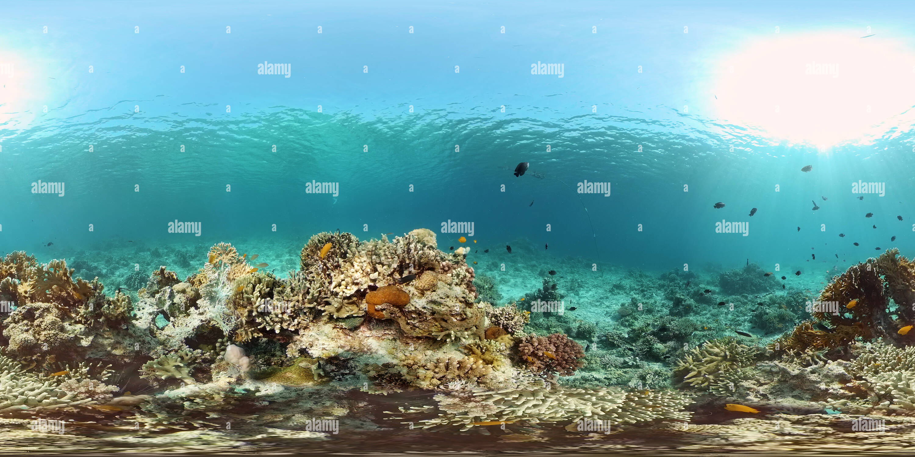 360° view of Reef Coral Tropical Garden. Tropical underwater sea fish ...