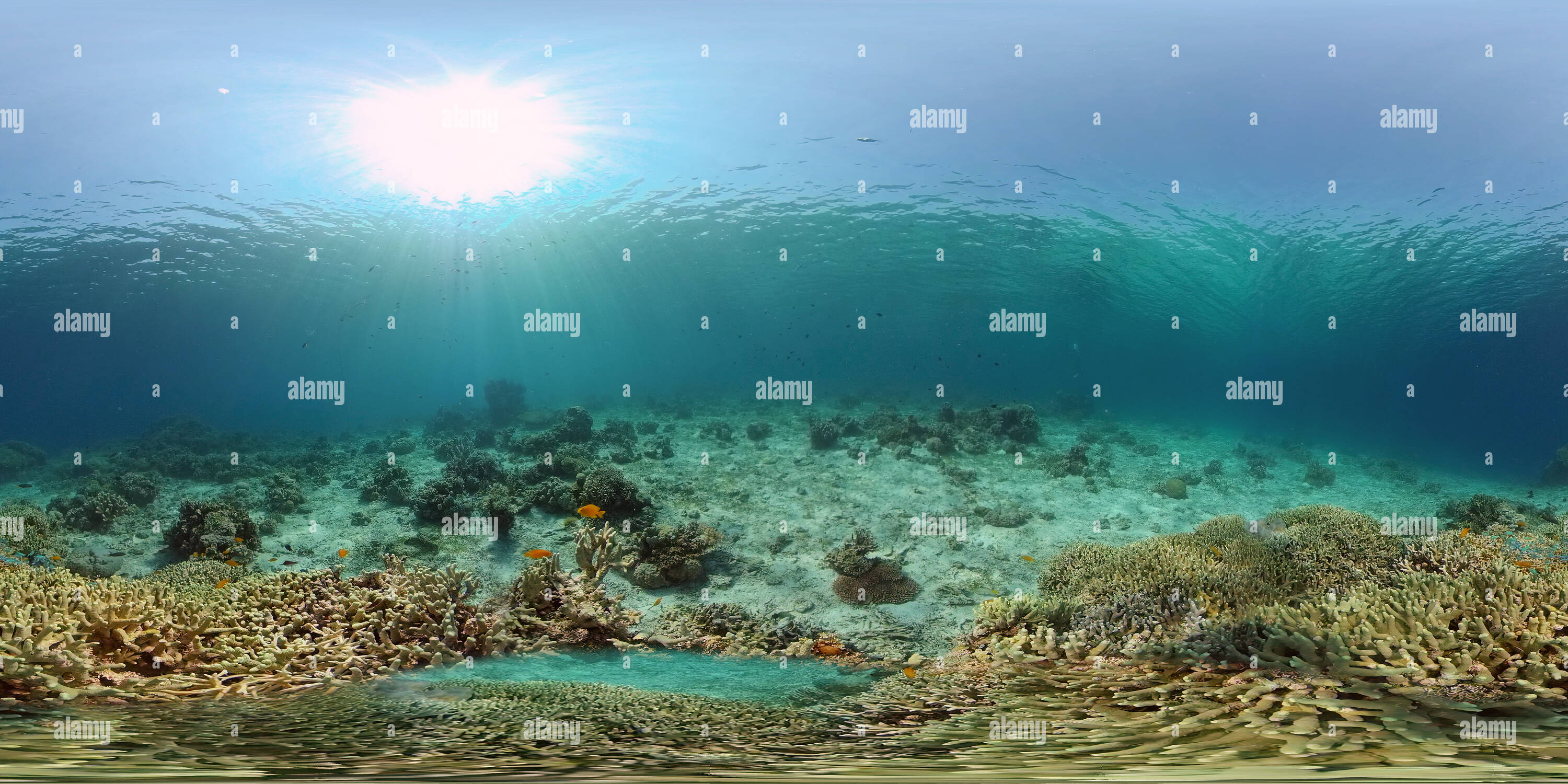 360° view of Reef Coral Tropical Garden. Tropical underwater sea fish ...
