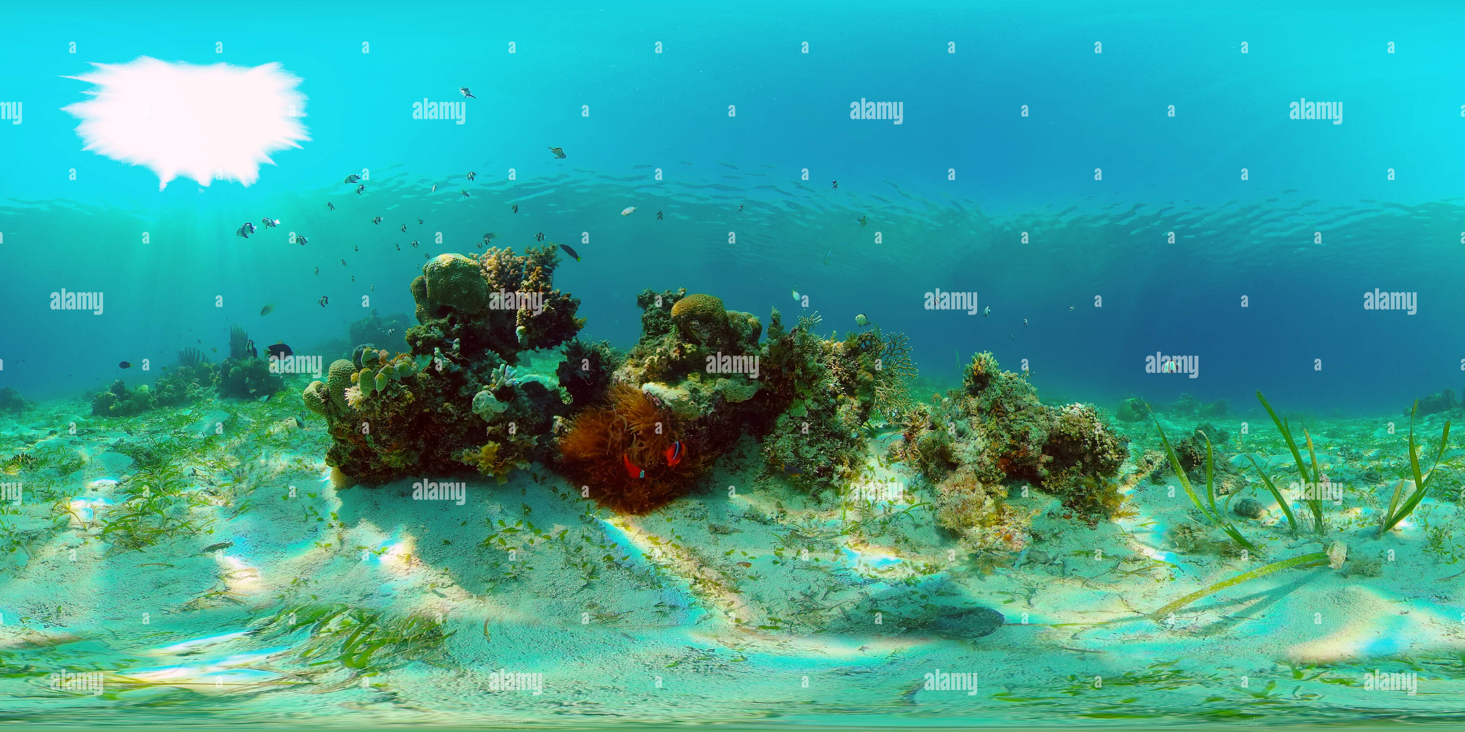 360° view of Reef Coral Tropical Garden. Tropical underwater sea fish ...