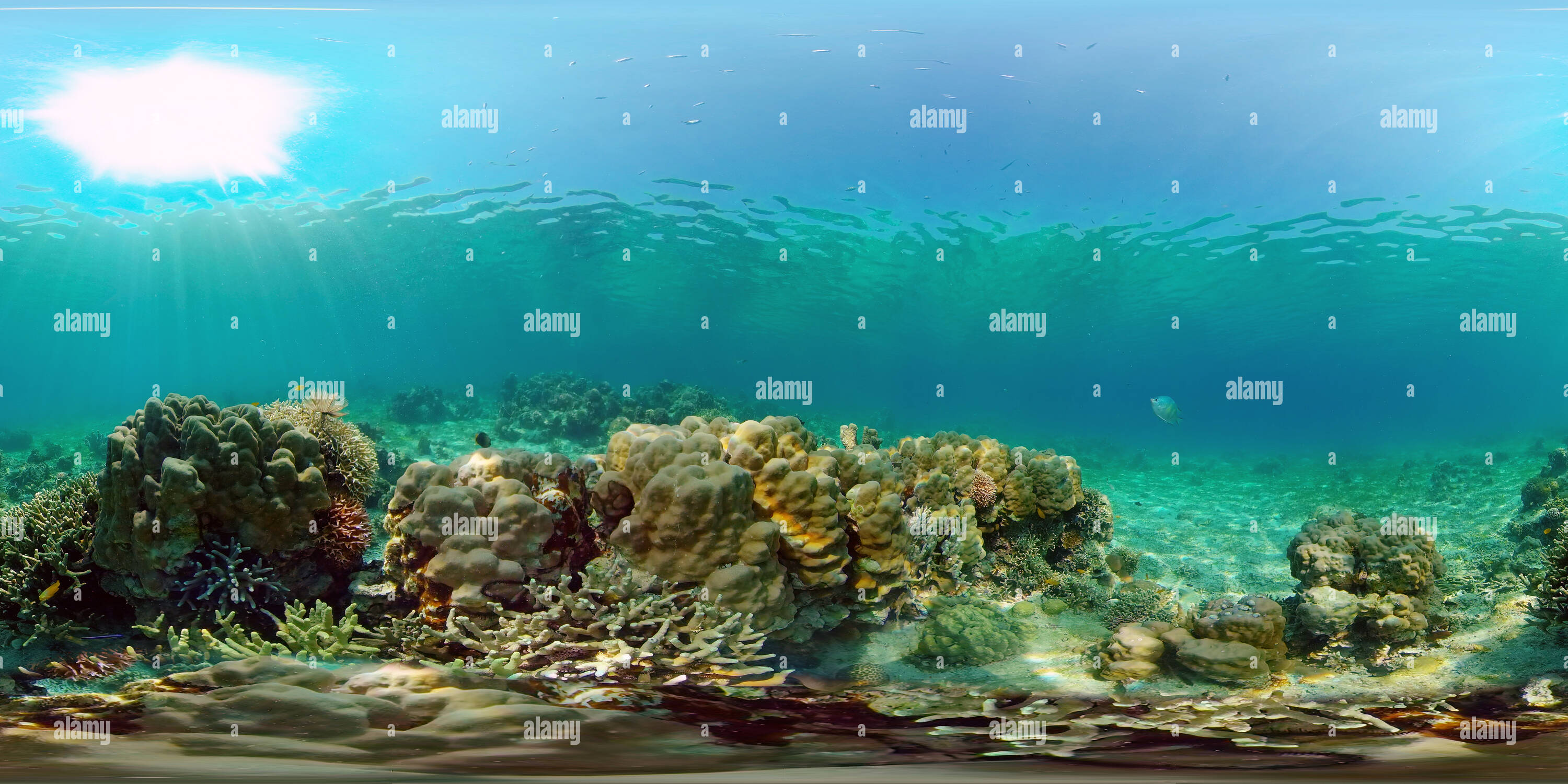360° view of Tropical underwater sea fish. Philippines - Alamy
