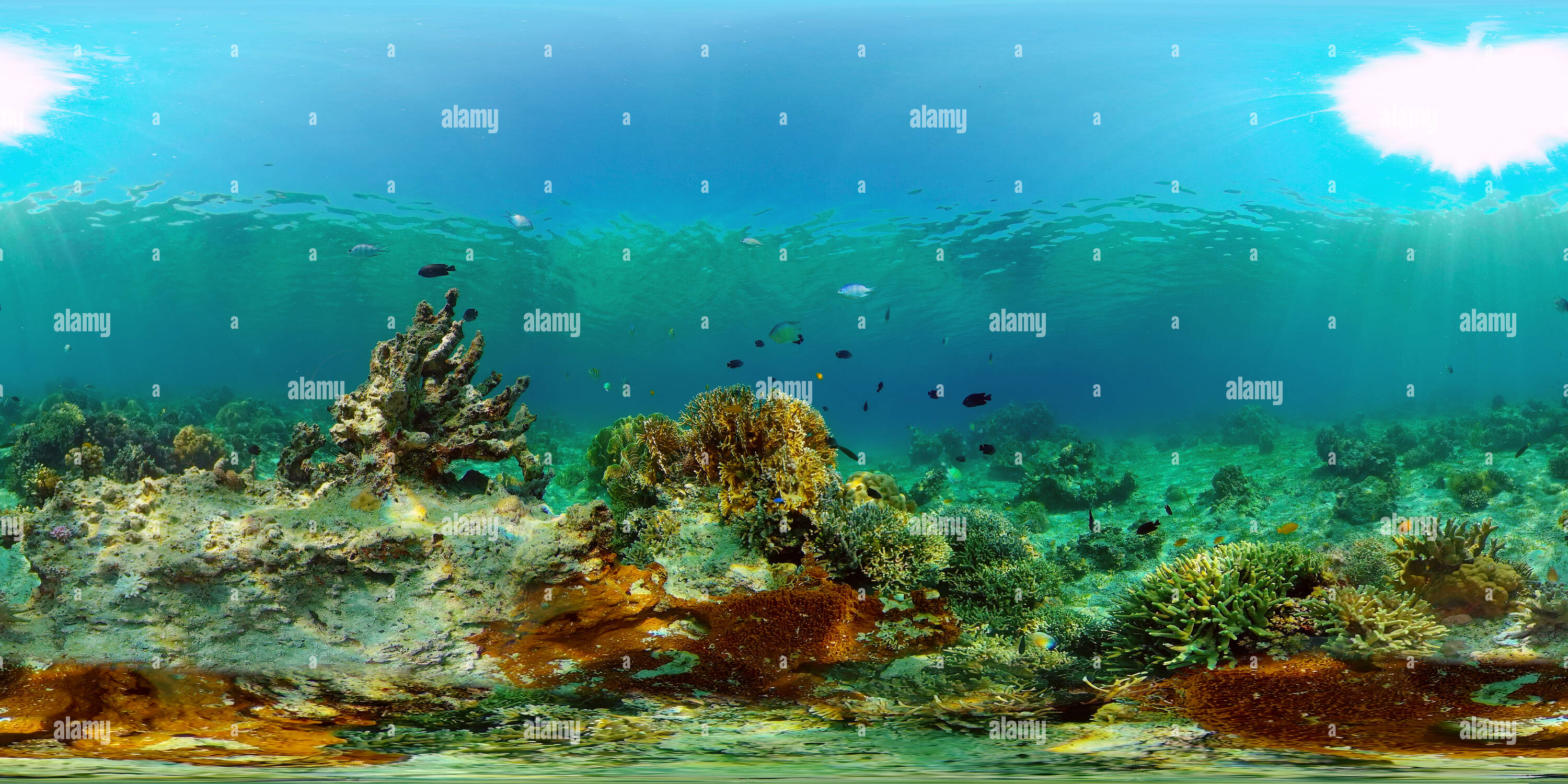 360° view of Tropical underwater sea fish. Philippines - Alamy